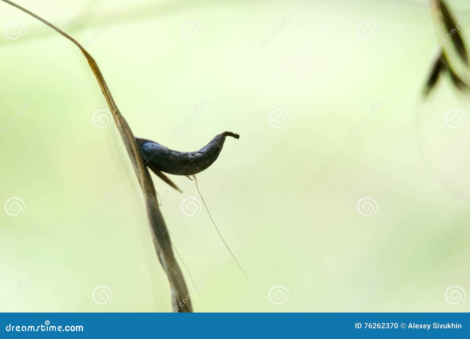 Ergot Fungus Claviceps Purpurea Royalty-Free Stock Image ...