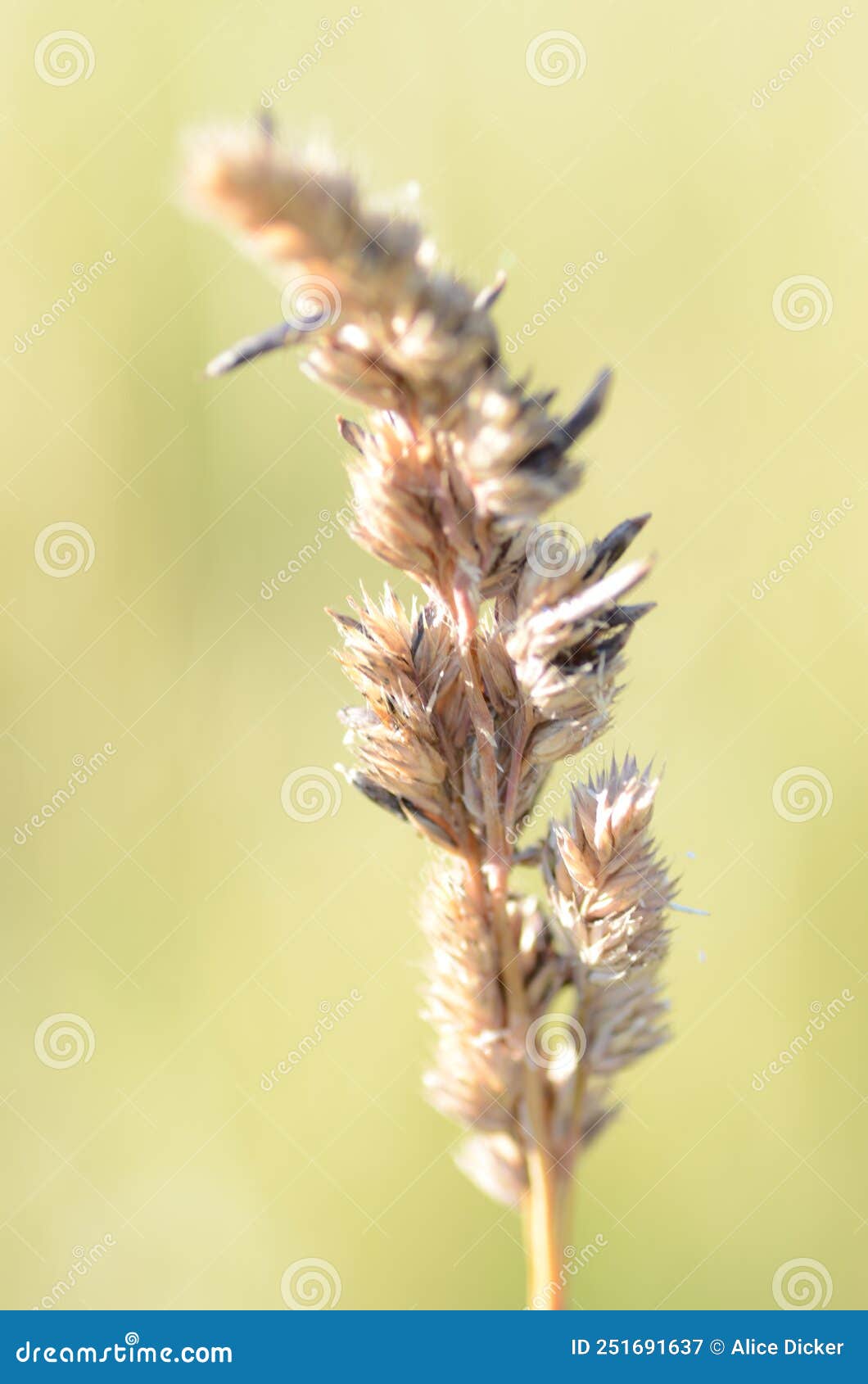 Ergot in the wheat stock image. Image of wheat, nature - 251691637