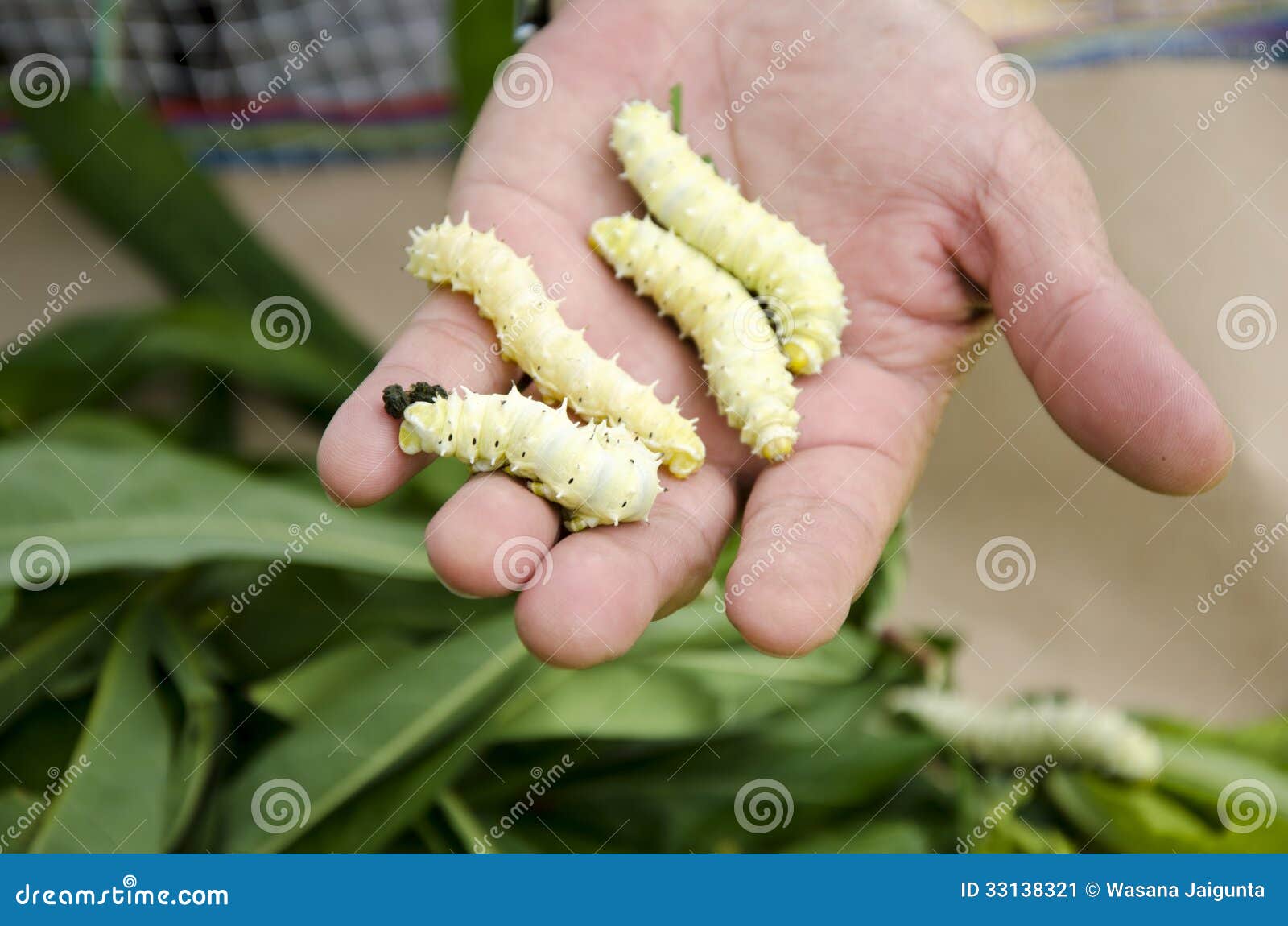 Eri Silk, Philosamia Ricini on Your Hand. Stock Image - Image of ...