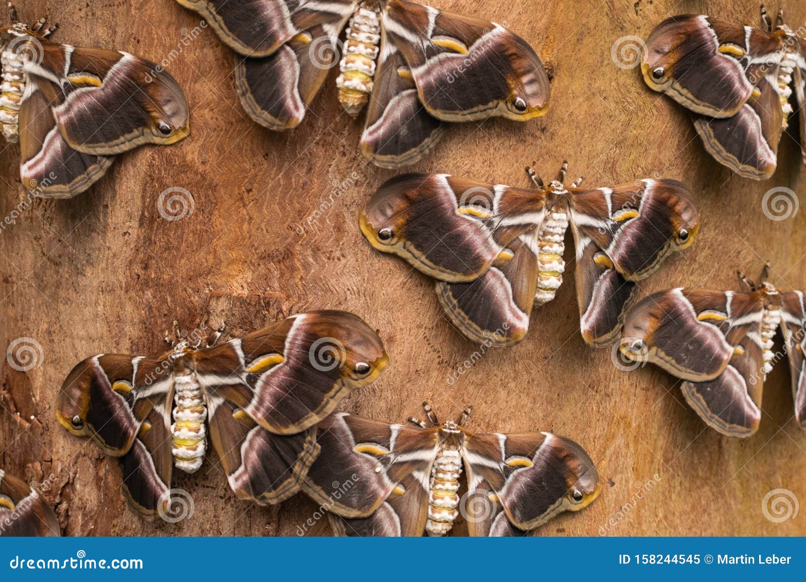 Eri Silkmoths, Samia Ricini, with Open Wings, on Wooden Surface Stock ...