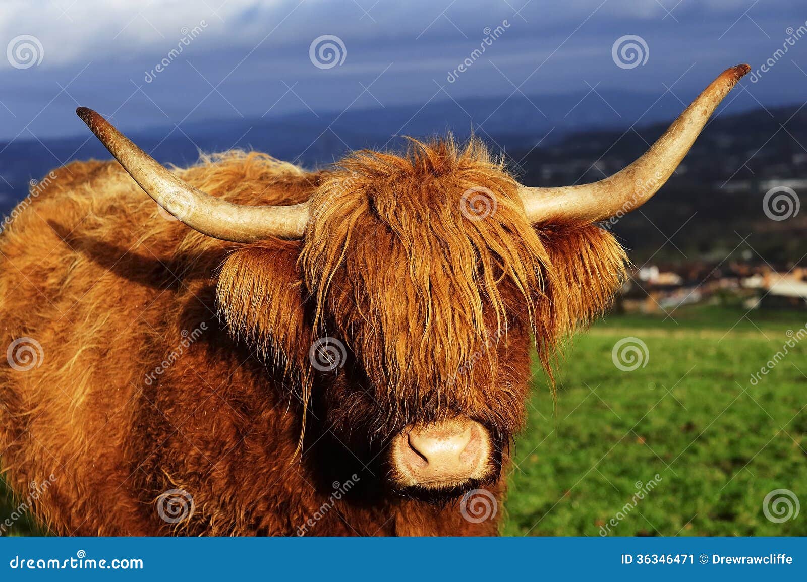 Eric stock image. Image of meadow, grass, cattle, horns - 36346471