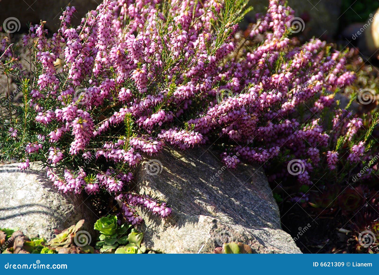 Erica 07 stock afbeelding. Image of nave, bloem, erica - 6621309