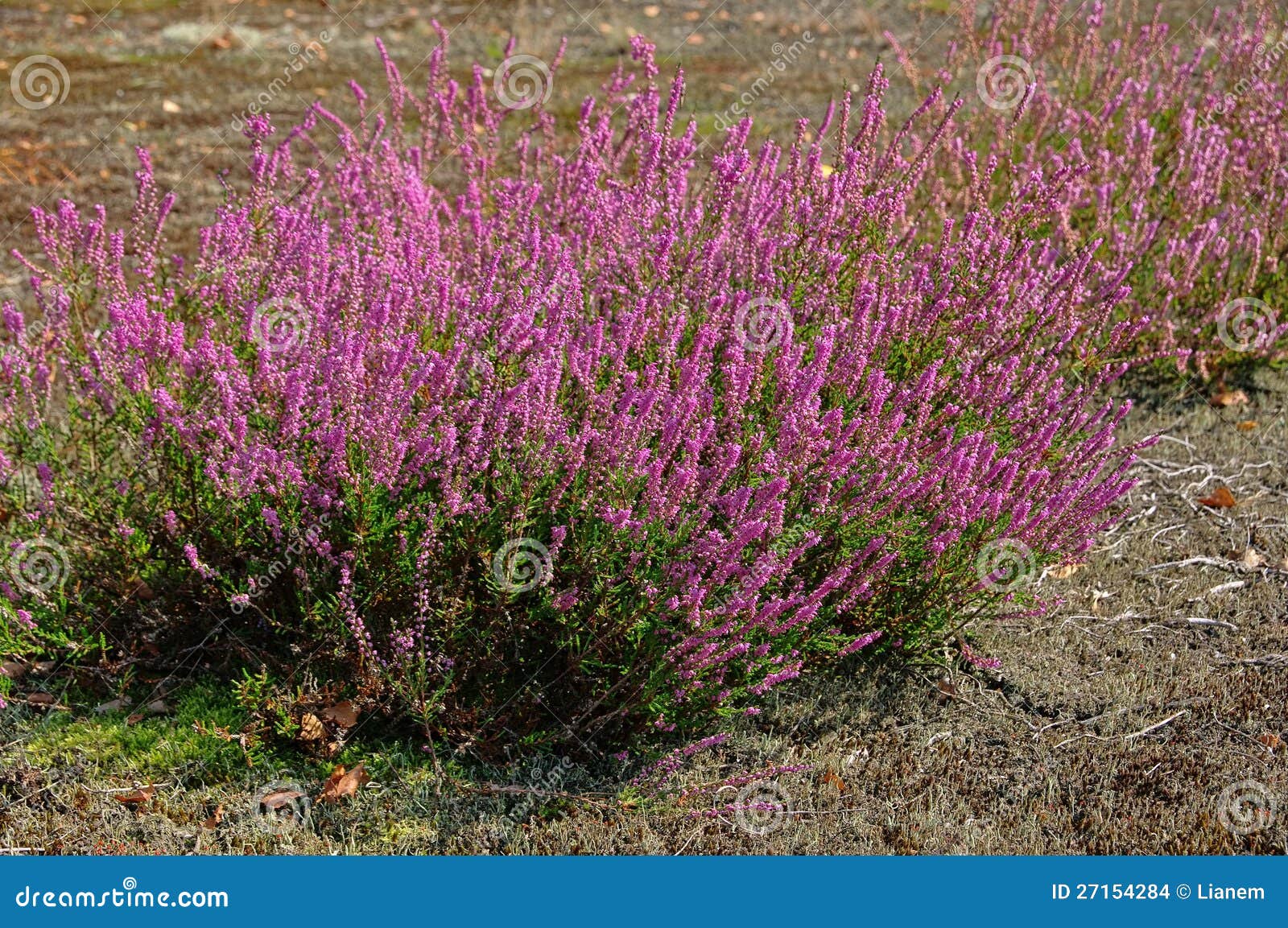 Erica stock photo. Image of detail, spring, green, nature - 27154284