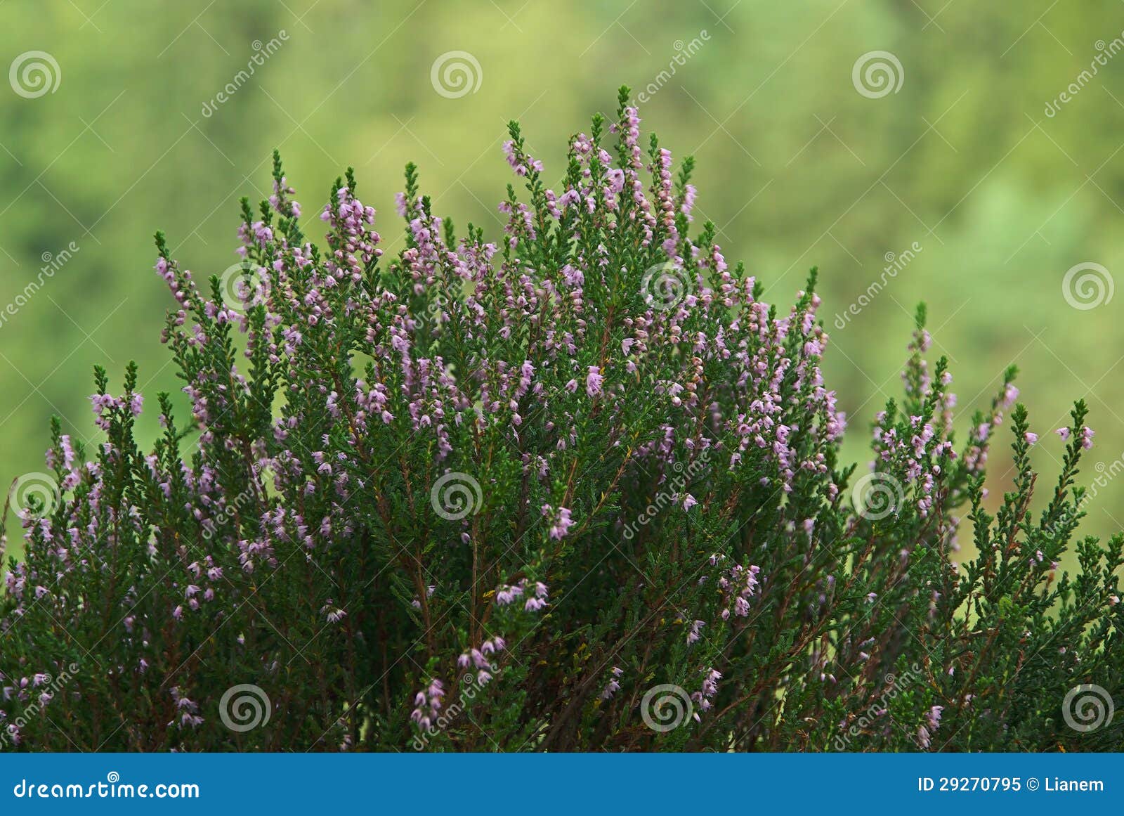 Erica stock image. Image of garden, bloom, plant, pink - 29270795