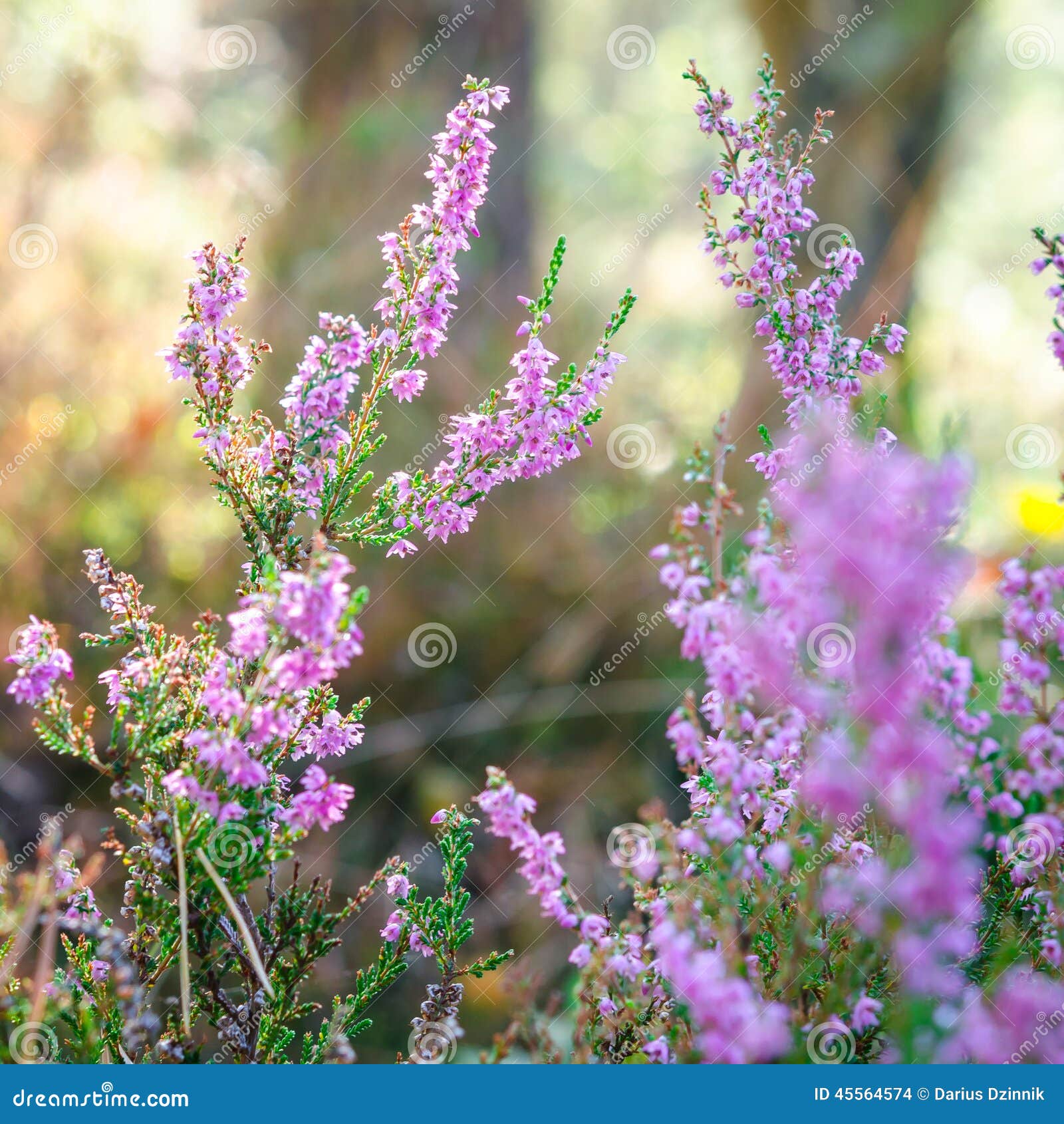 Erica fotografia stock. Immagine di floreale, sbocciare - 45564574