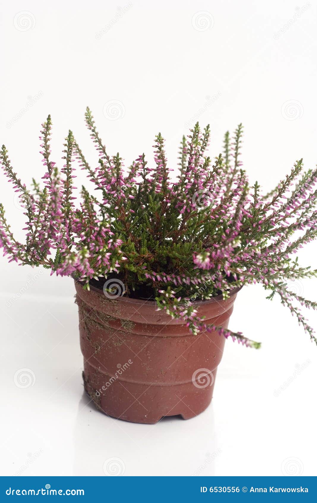 Erica stock photo. Image of heather, nature, blossom, garden - 6530556
