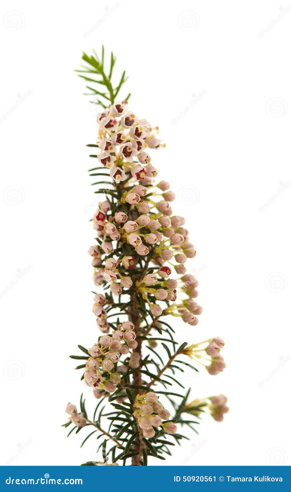 Erica arborea stock image. Image of like, freshness, angiosperms - 50920561