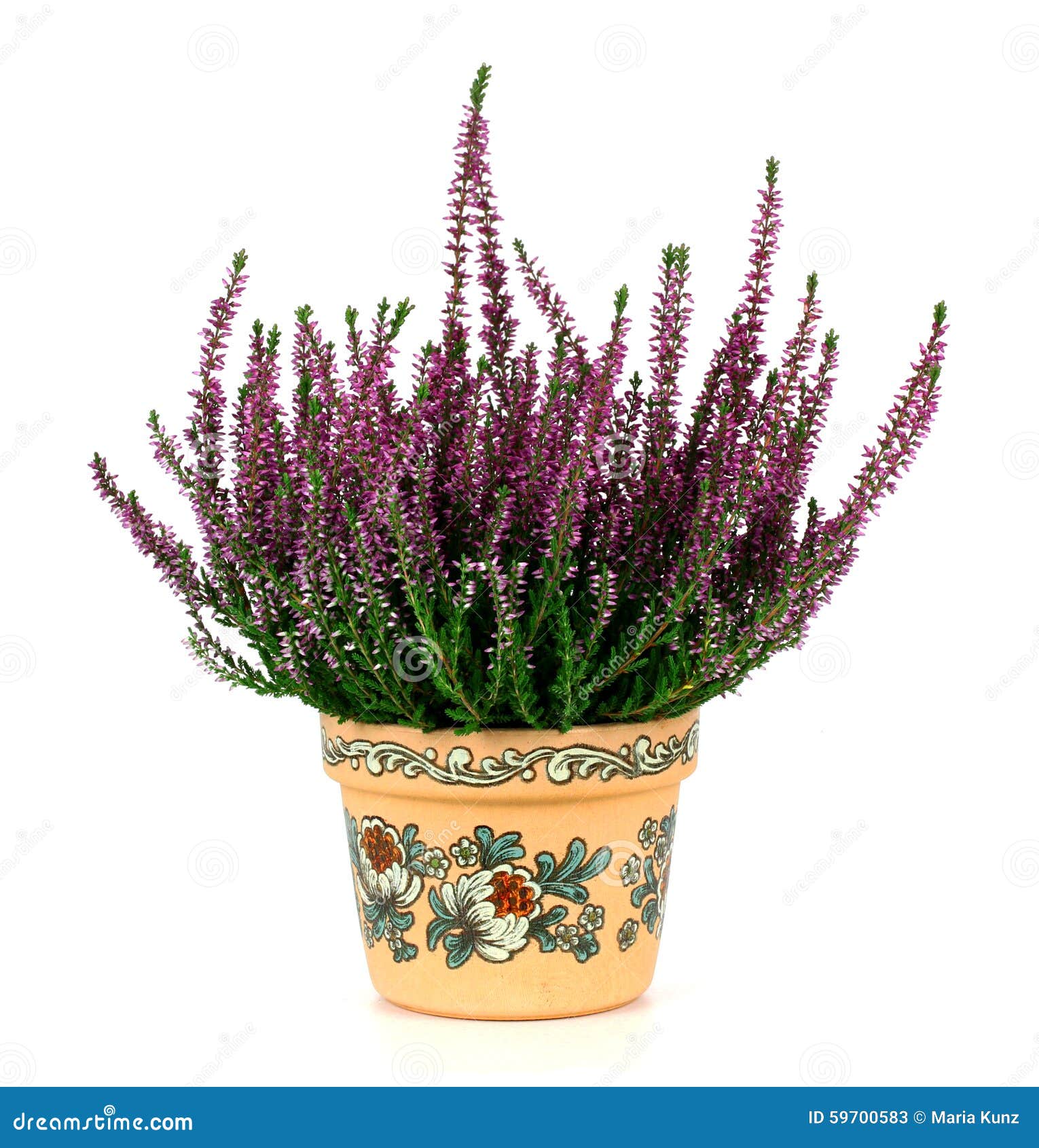 Erica, Calluna vulgaris immagine stock. Immagine di testa - 59700583