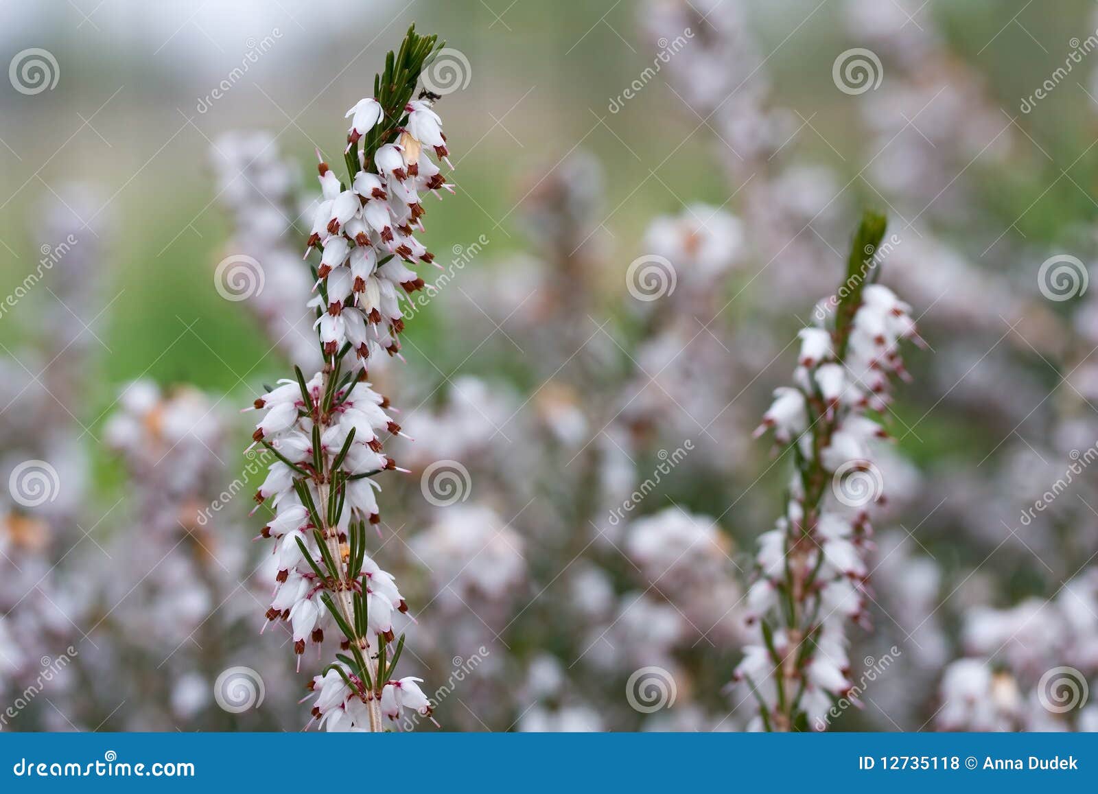 Erica Carnea, Flowering Subshrub Plant Also Known As Springwood White ...