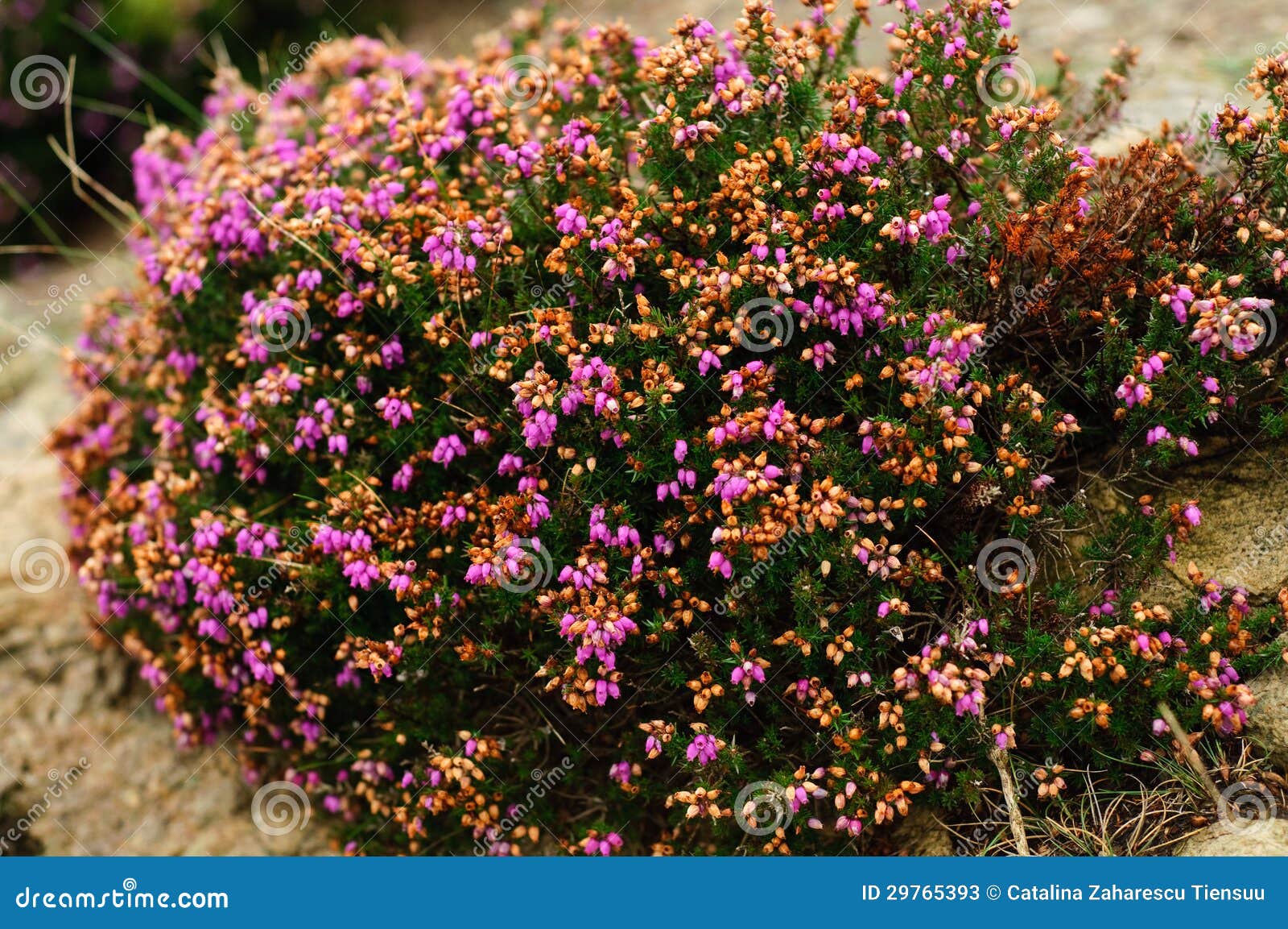 Erica plant stock image. Image of details, erica, rock - 29765393