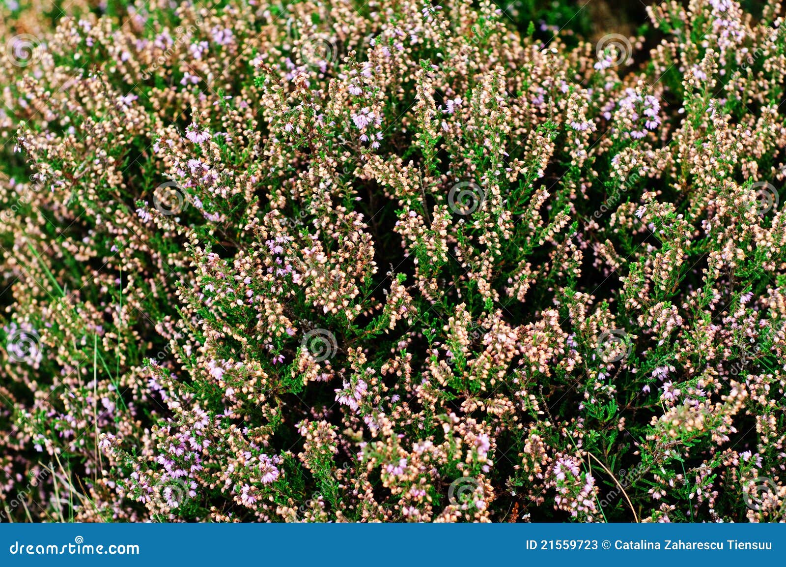 Erica cinerea stock image. Image of soil, erica, acidic - 21559723