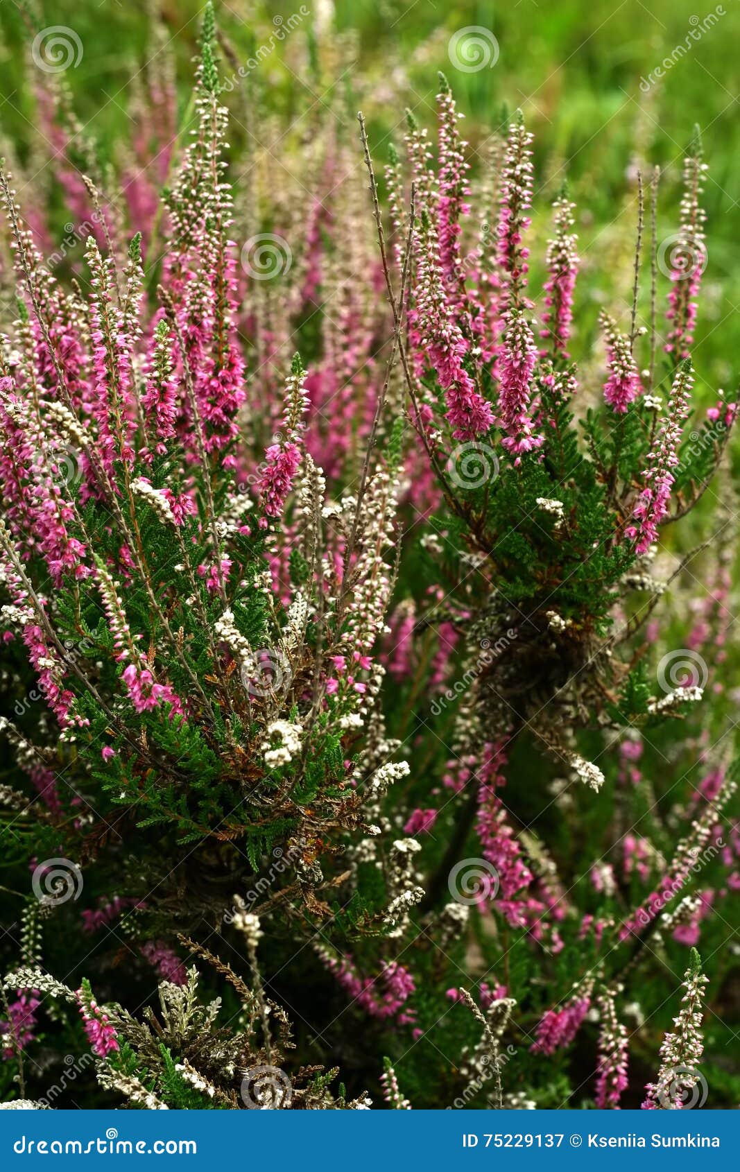 Erica Comune (calluna Vulgaris) in Selvaggio Immagine Stock - Immagine ...