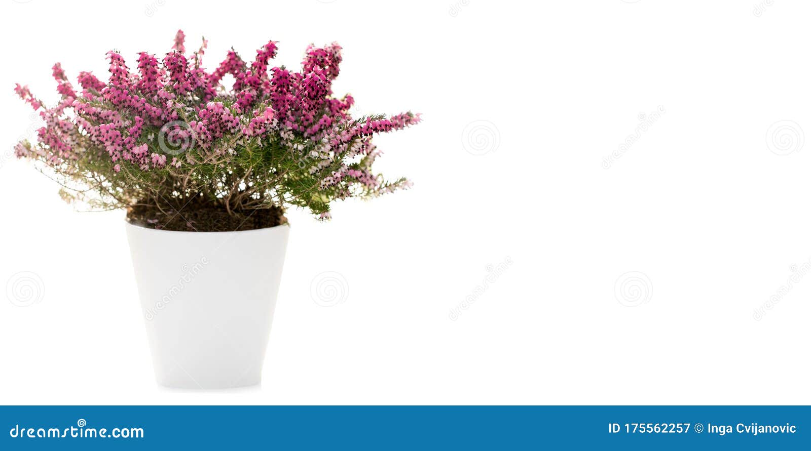 Erica X Darleyensis, Also Known As Furzey, Winter Heath, Springwood ...