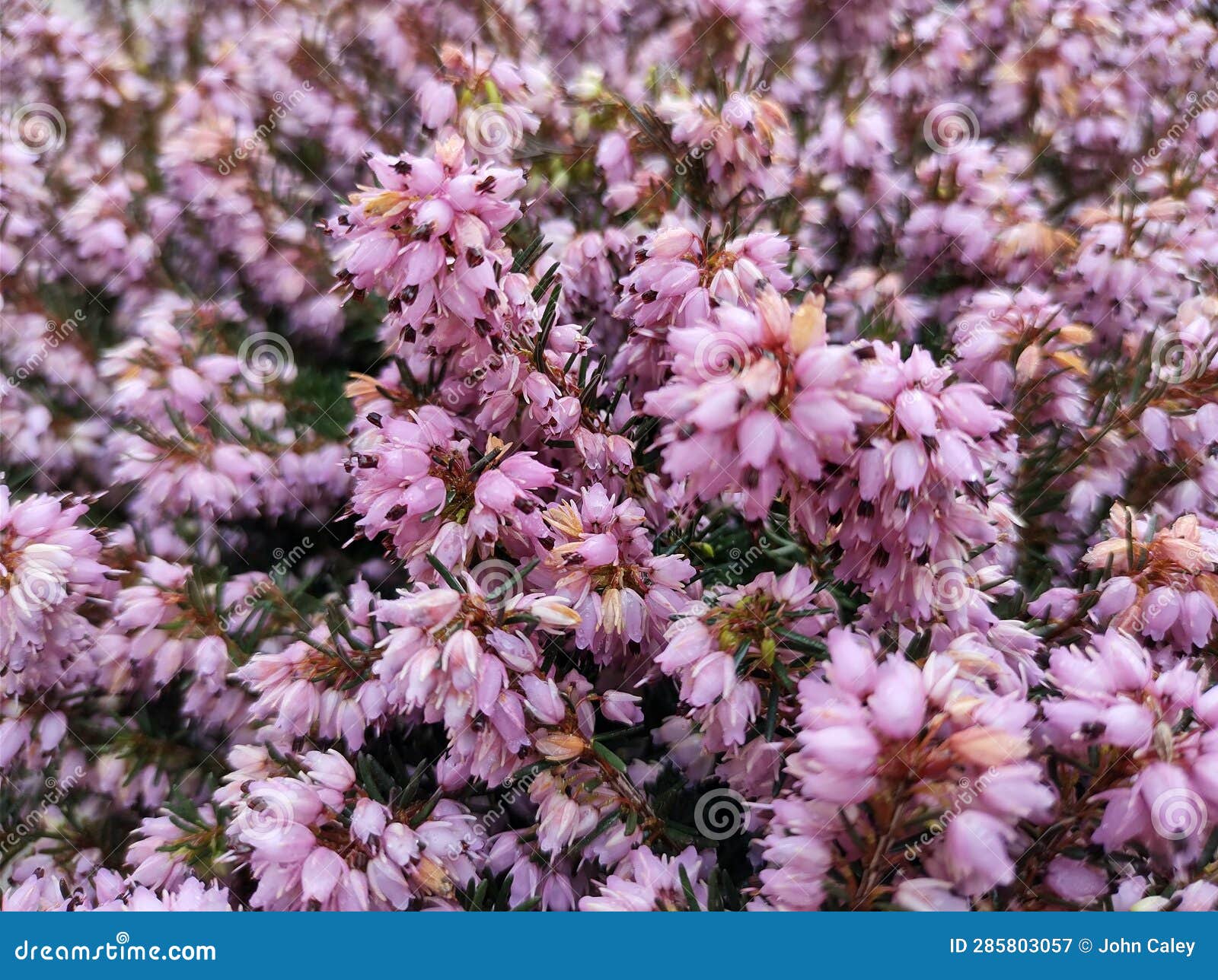 Erica X Darleyensis Spring Surprise Stock Image - Image of heather ...