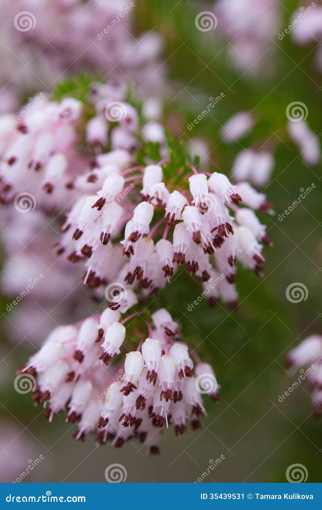 Erica de florecimiento imagen de archivo. Imagen de rosa - 35439531