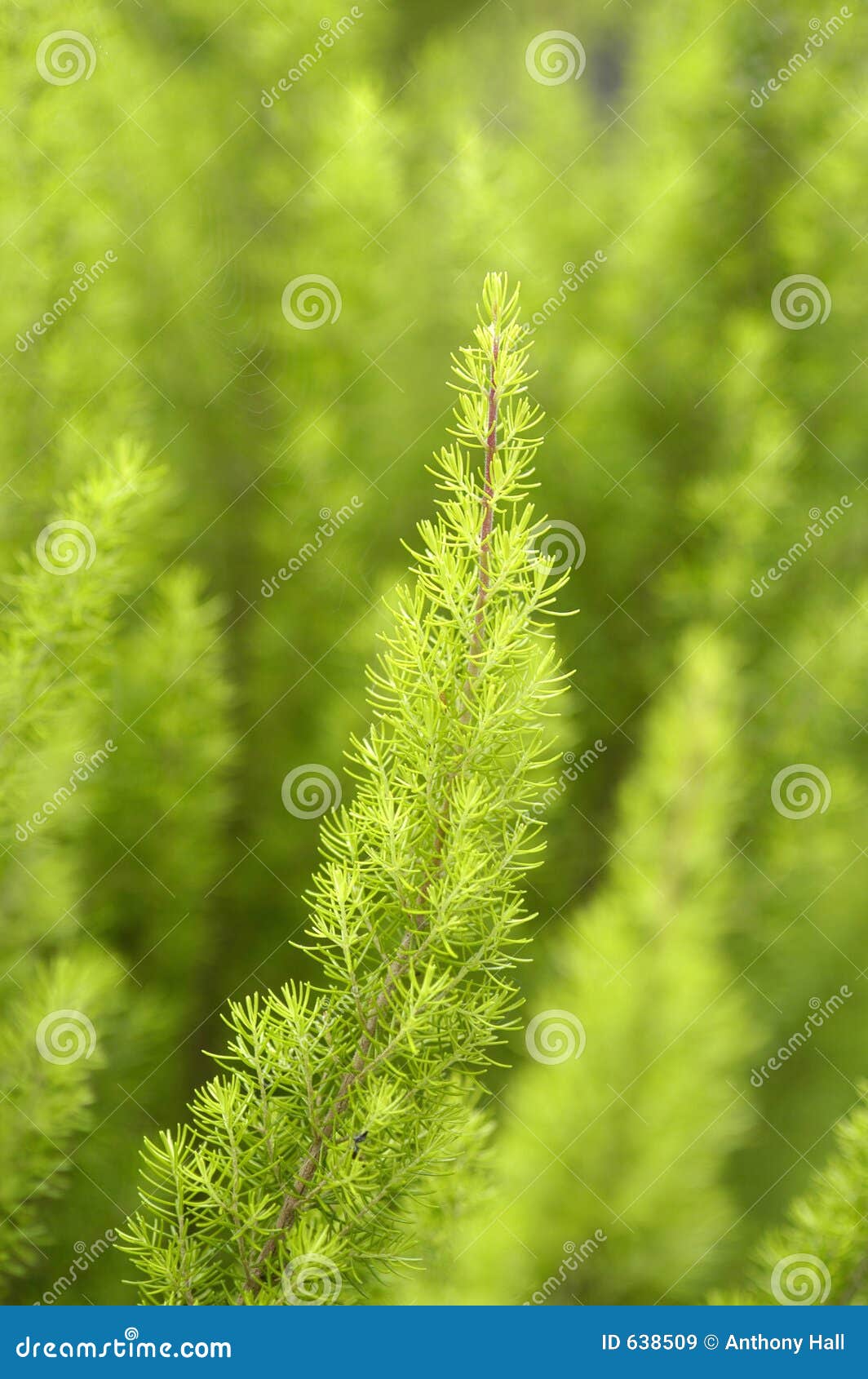Erica dell'albero immagine stock. Immagine di giardino - 638509