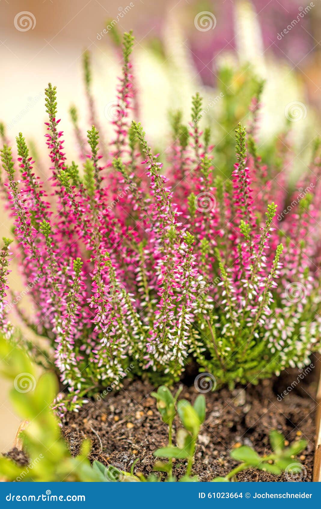 Erica flower stock photo. Image of heather, bloom, flower - 61023664