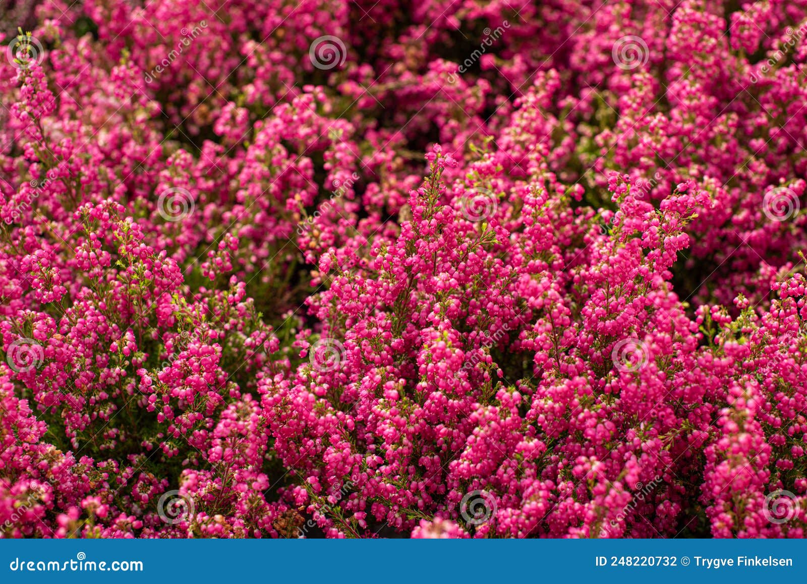 Erica Gracilis Also Known As Heather Stock Photo - Image of gracilis ...