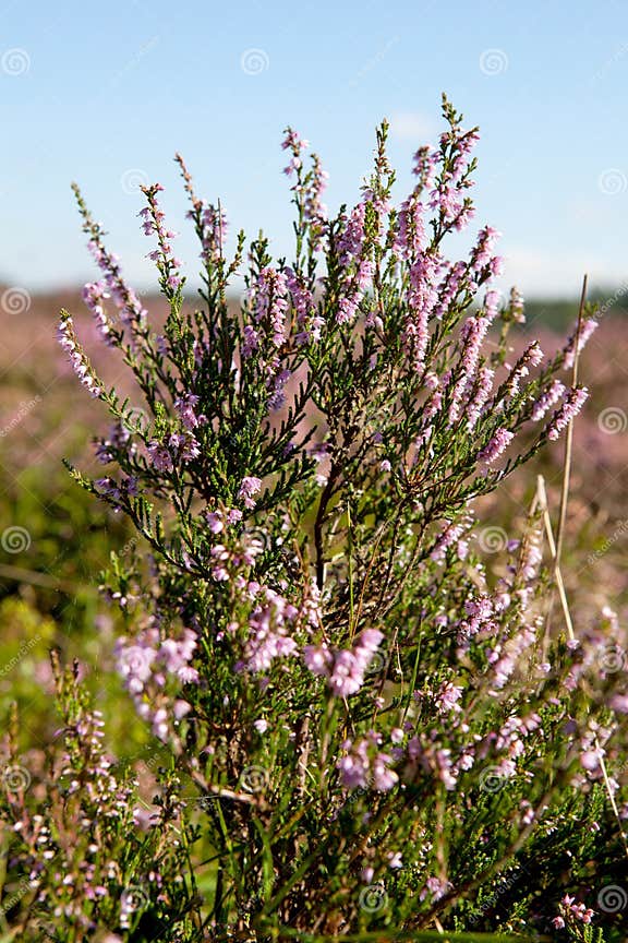 Erica heath stock photo. Image of erica, outdoors, field - 16028722
