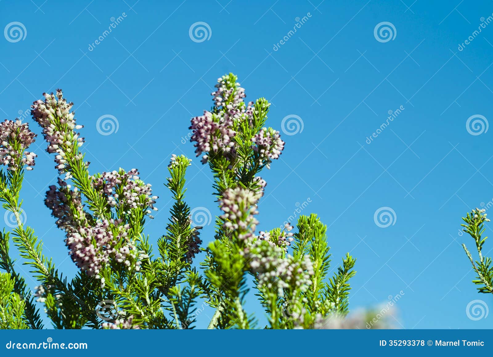 Erica, Ling (Calluna Vulgaris) Fotografia Stock - Immagine di aperto ...