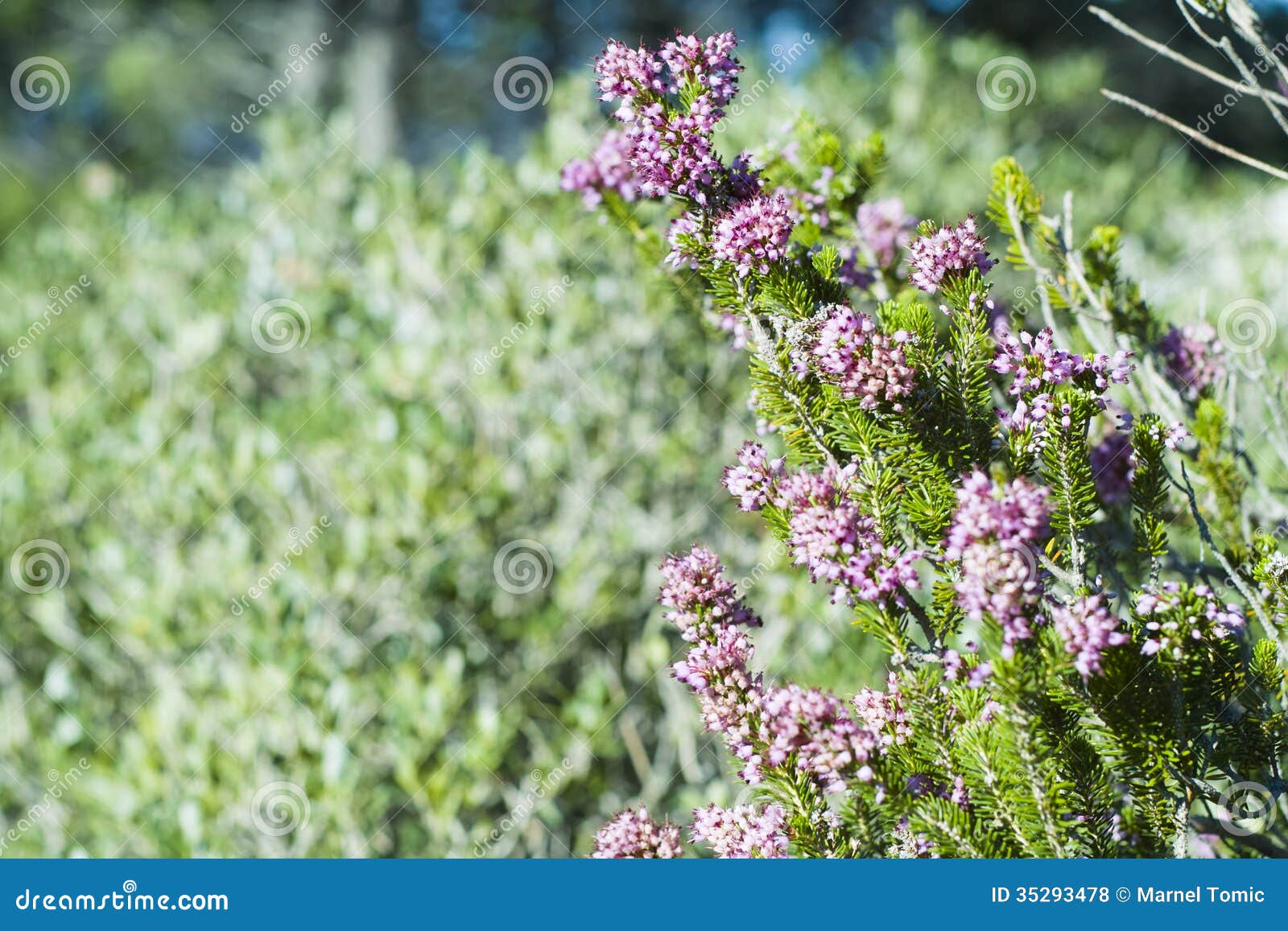 Erica, Ling (Calluna Vulgaris) Fotografia Stock - Immagine di colore ...