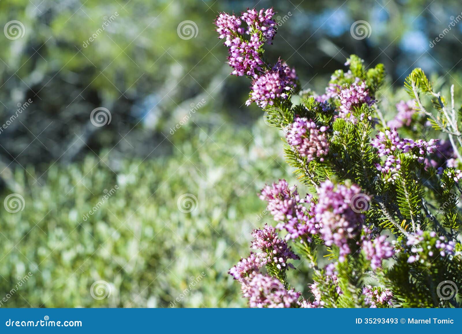 Erica, Ling (Calluna Vulgaris) Immagine Stock - Immagine di collina ...
