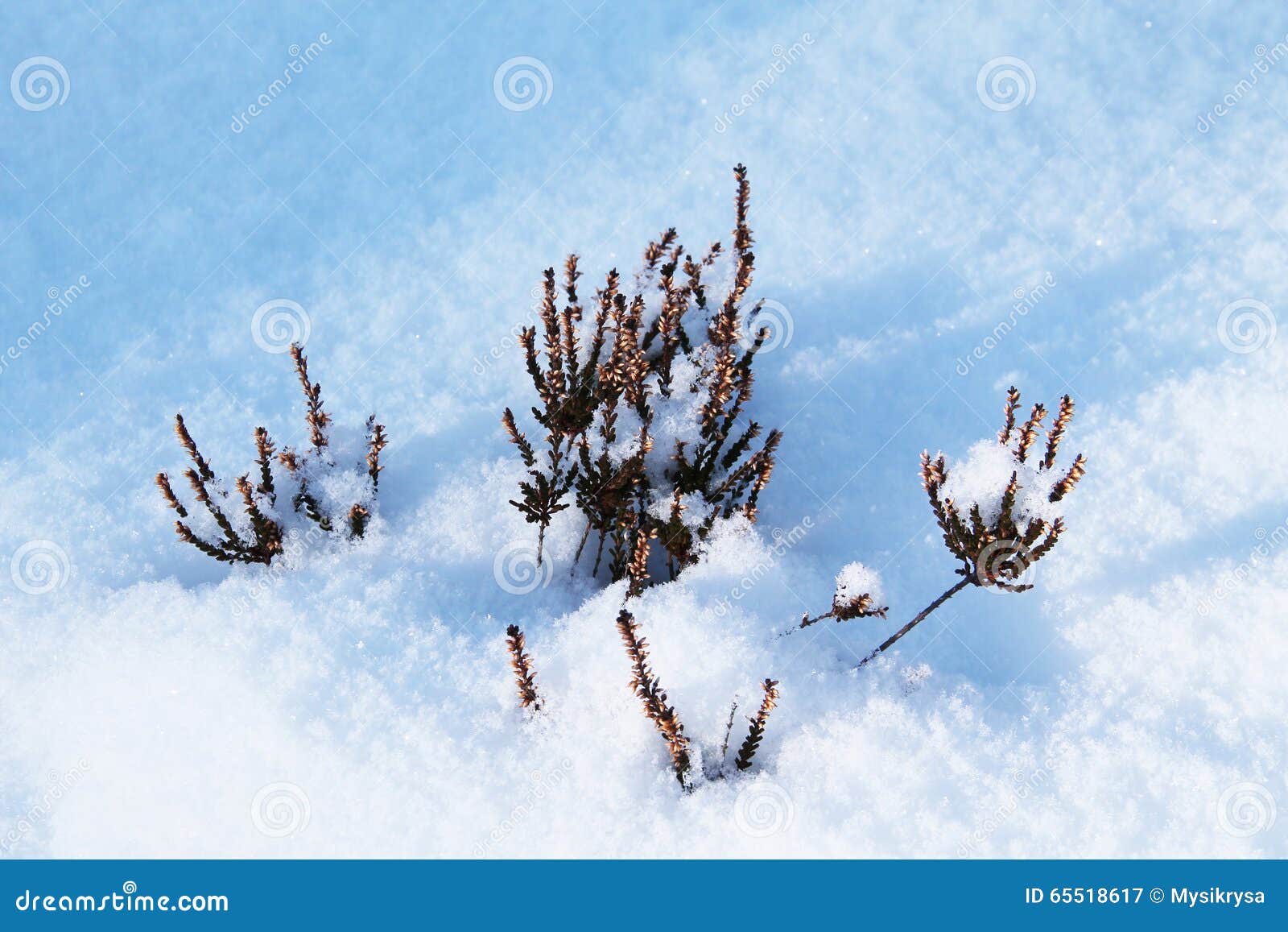 Erica nella neve immagine stock. Immagine di indurito - 65518617