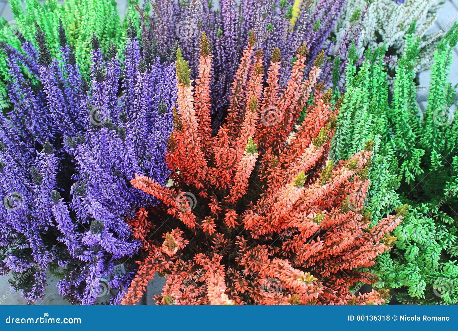 Erica Pianta I Colori Differenti Dello Iin Fotografia Stock - Immagine ...