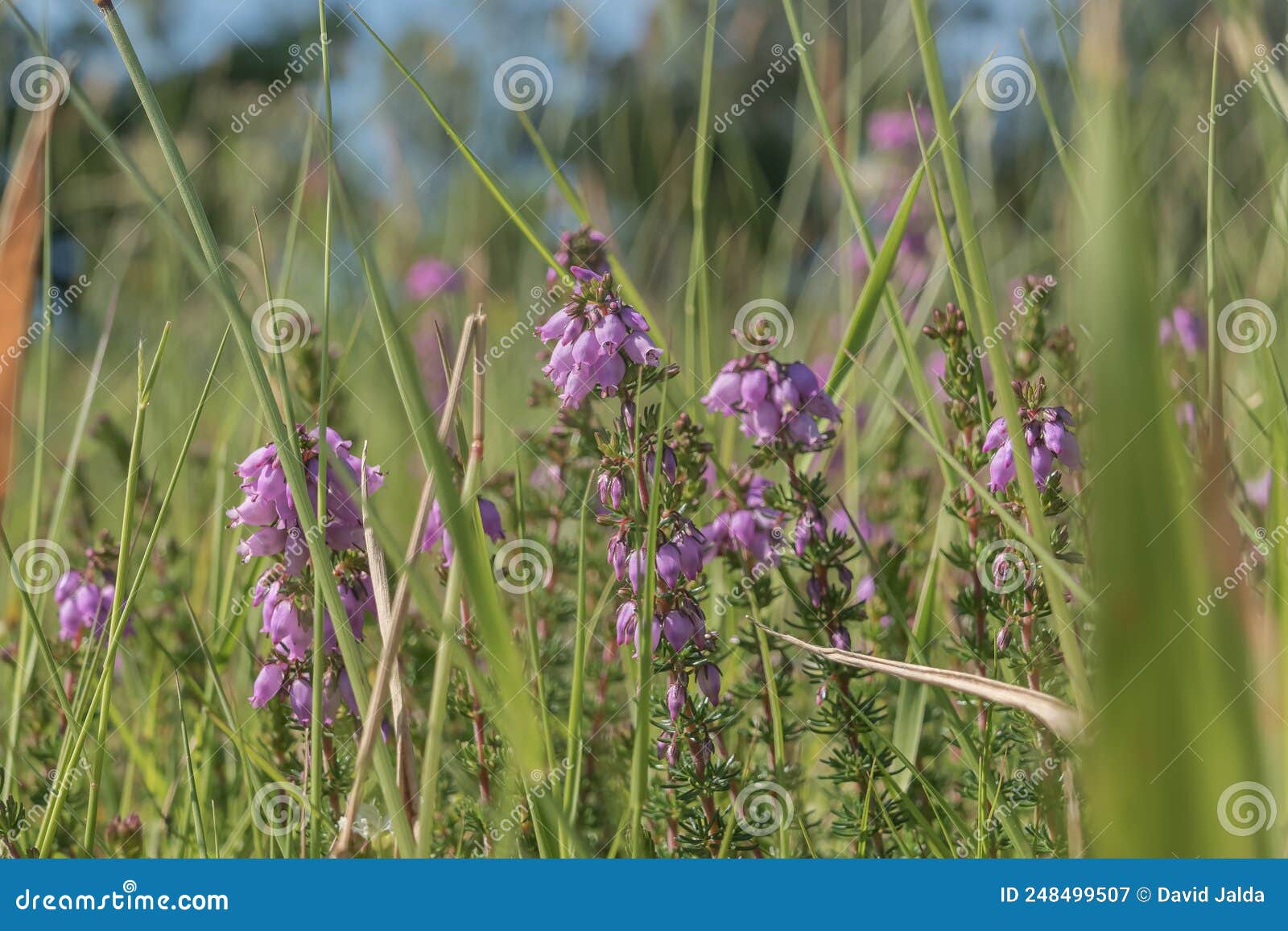 Erica Plant Flowers Bloom among the Grass Stock Image - Image of field ...