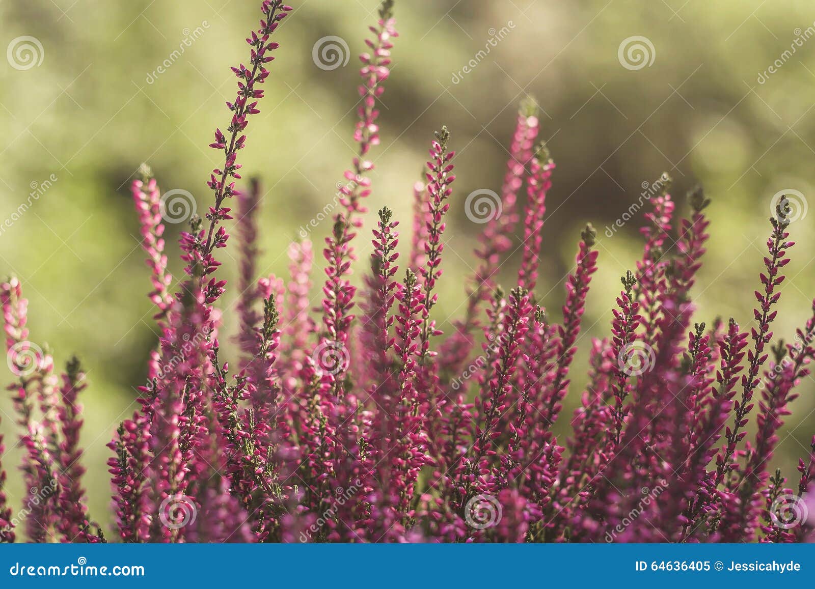 Erica stock image. Image of garden, ericaceae, flowers - 64636405