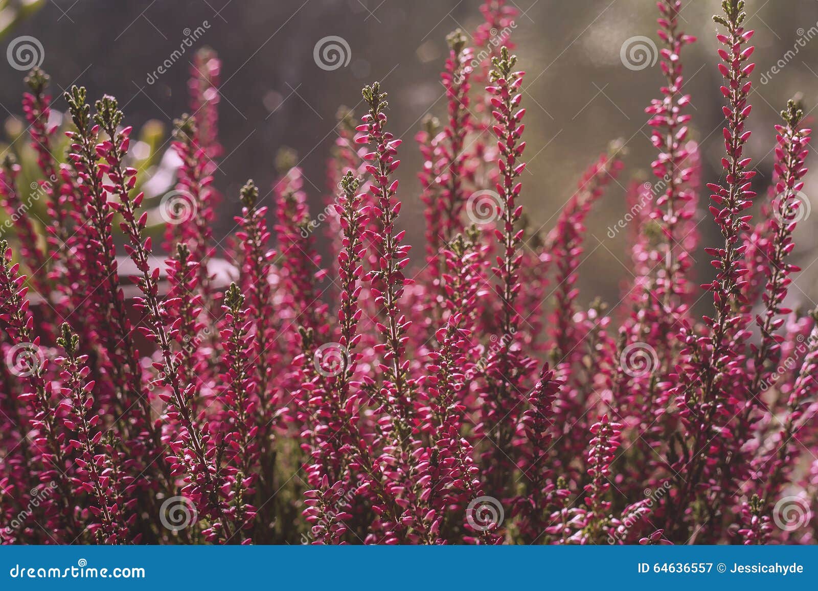 Erica red flowers stock image. Image of evergreen, heather - 64636557