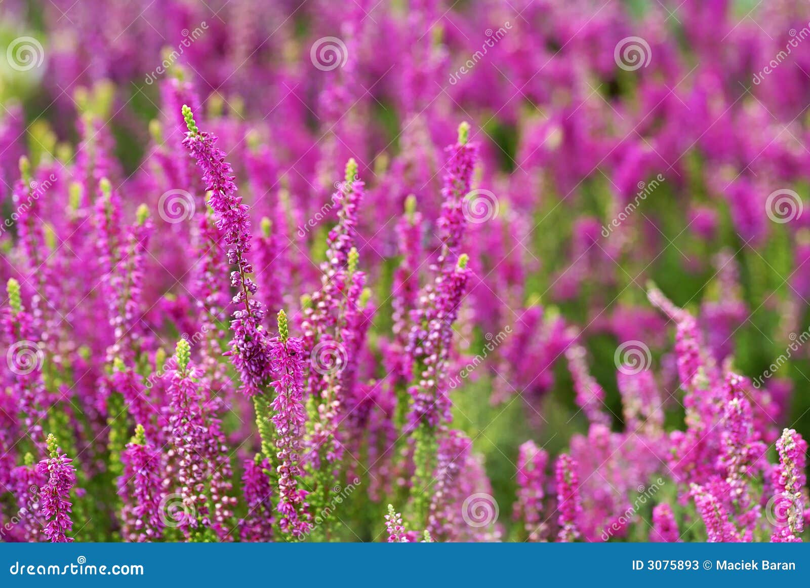 Erica viola immagine stock. Immagine di colore, botanica - 3075893