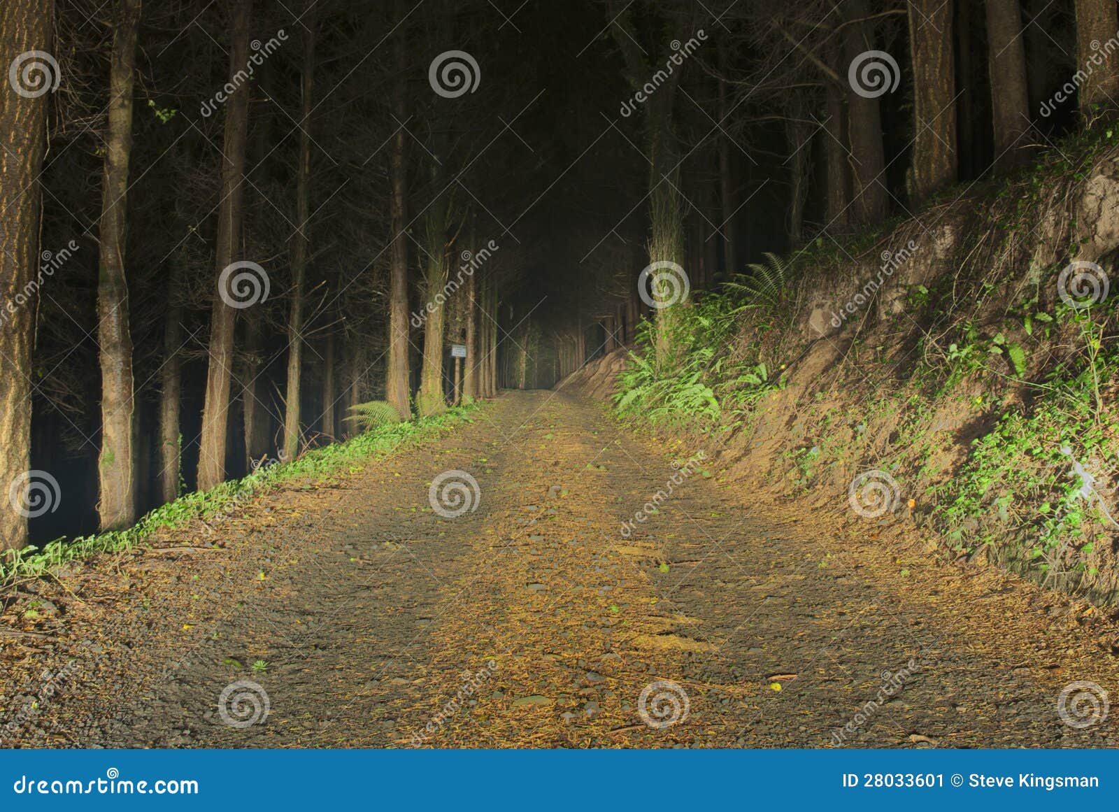Erie Forest stock image. Image of fall, green, mystery - 28033601
