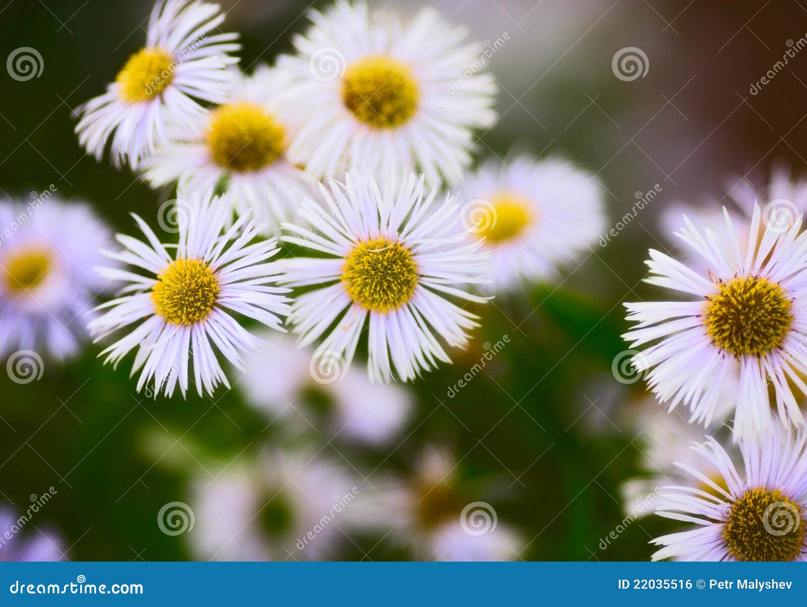 Erigeron Alpinus stock photo. Image of macro, erigeron - 22035516