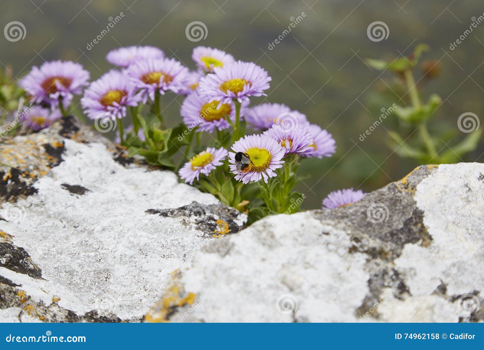 Erigeron stock photo. Image of colorful, fleabane, wildflower - 74962158
