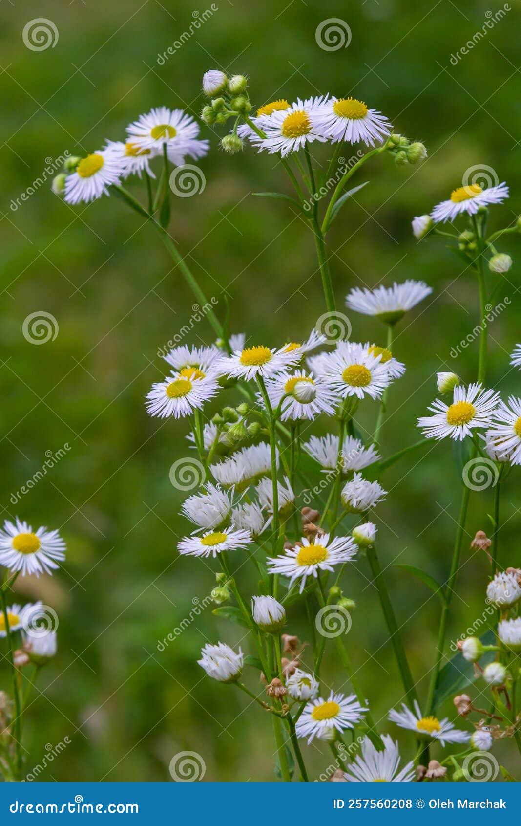 Erigeron Annuus Conocido Como Fleabane Daisy Fleabane Anual O Daisy ...