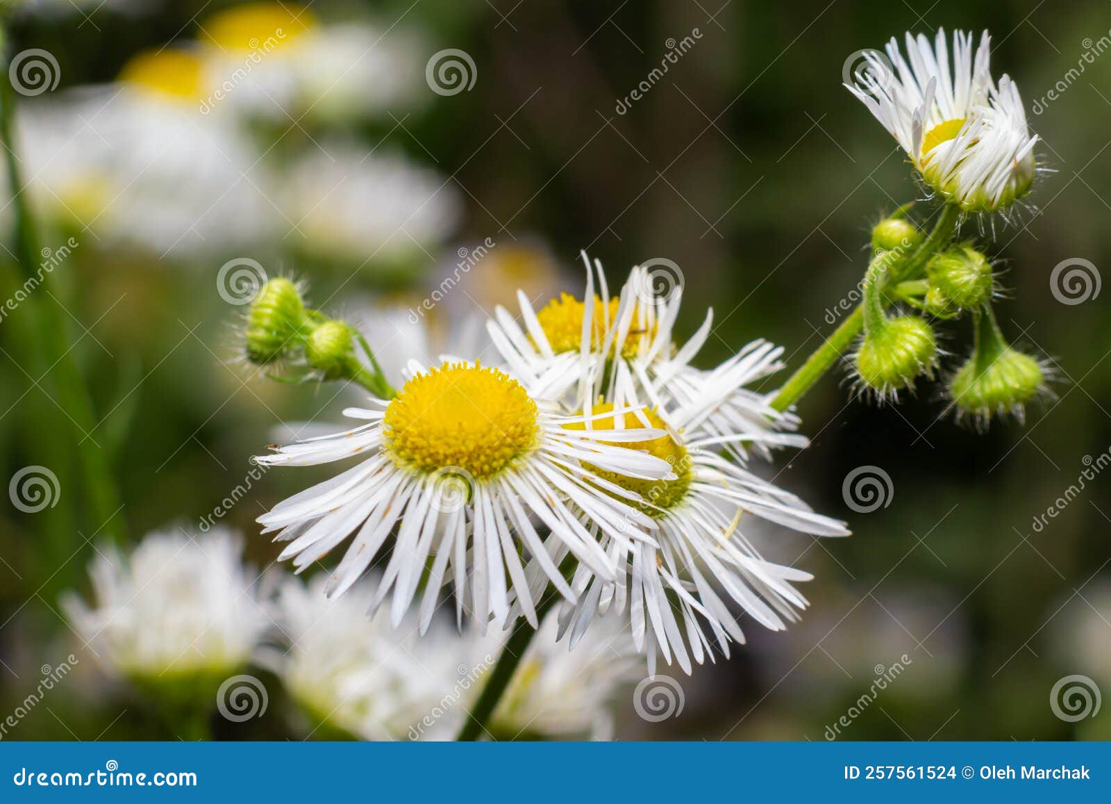 Erigeron Annuus Known As Annual Fleabane, Daisy Fleabane, or Eastern ...