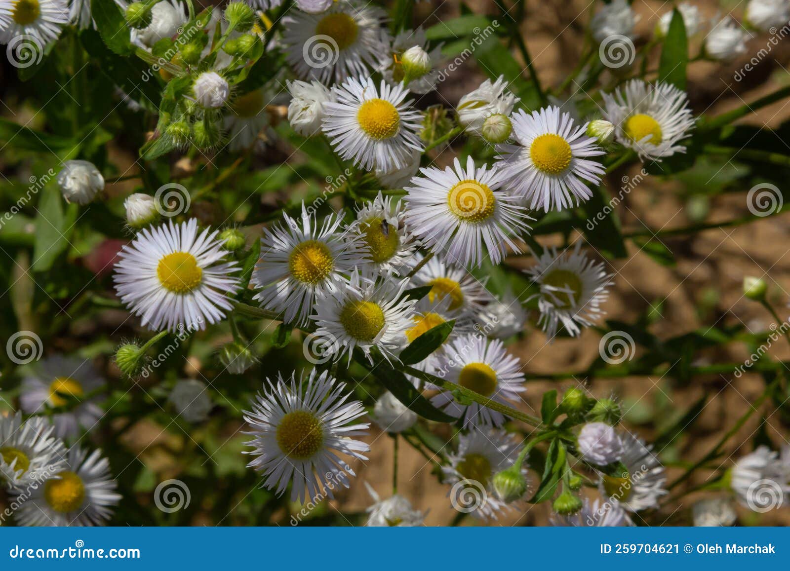 Erigeron Annuus Known As Annual Fleabane, Daisy Fleabane, or Eastern ...