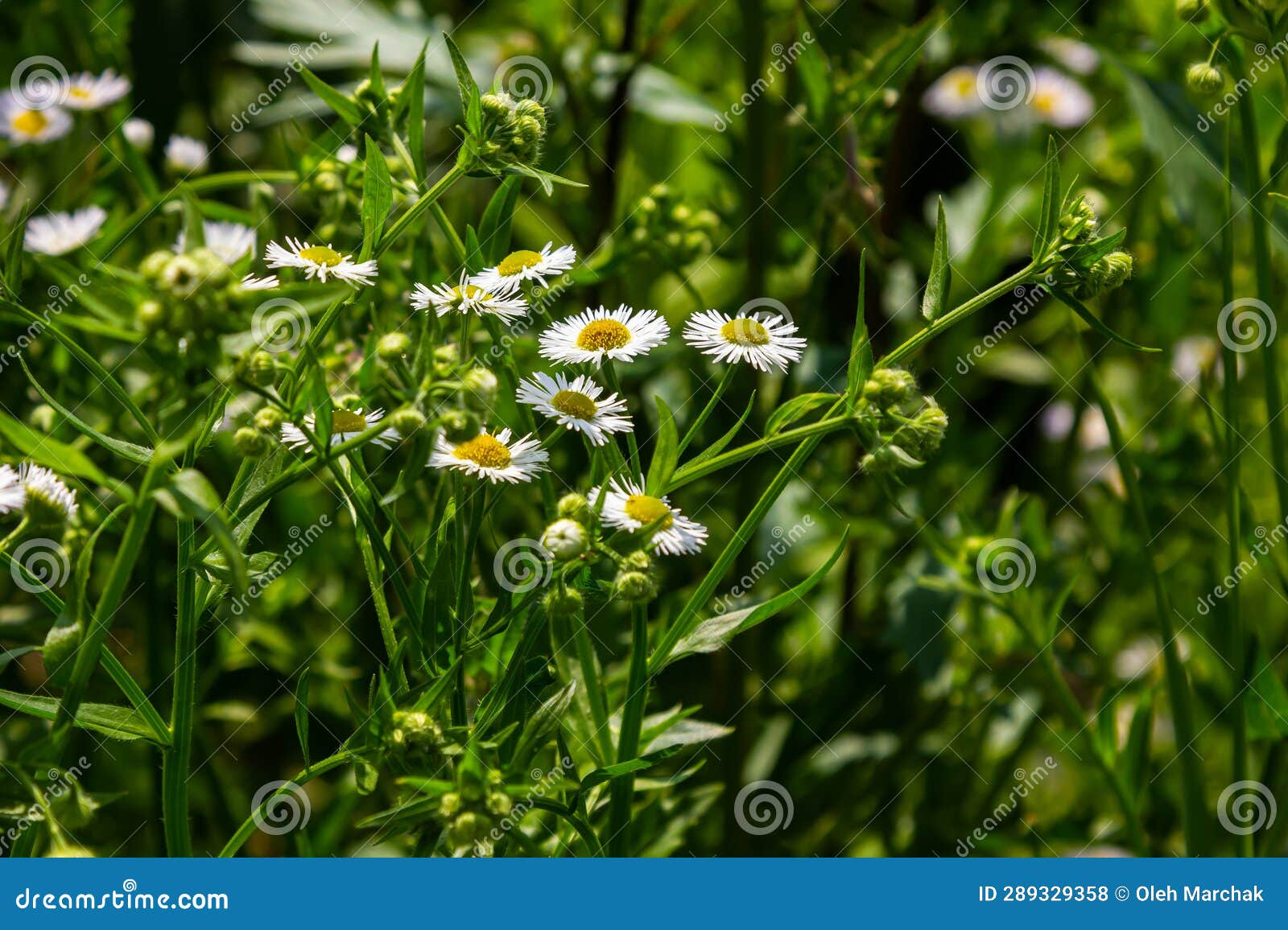 Erigeron Annuus Known As Annual Fleabane, Daisy Fleabane, or Eastern ...