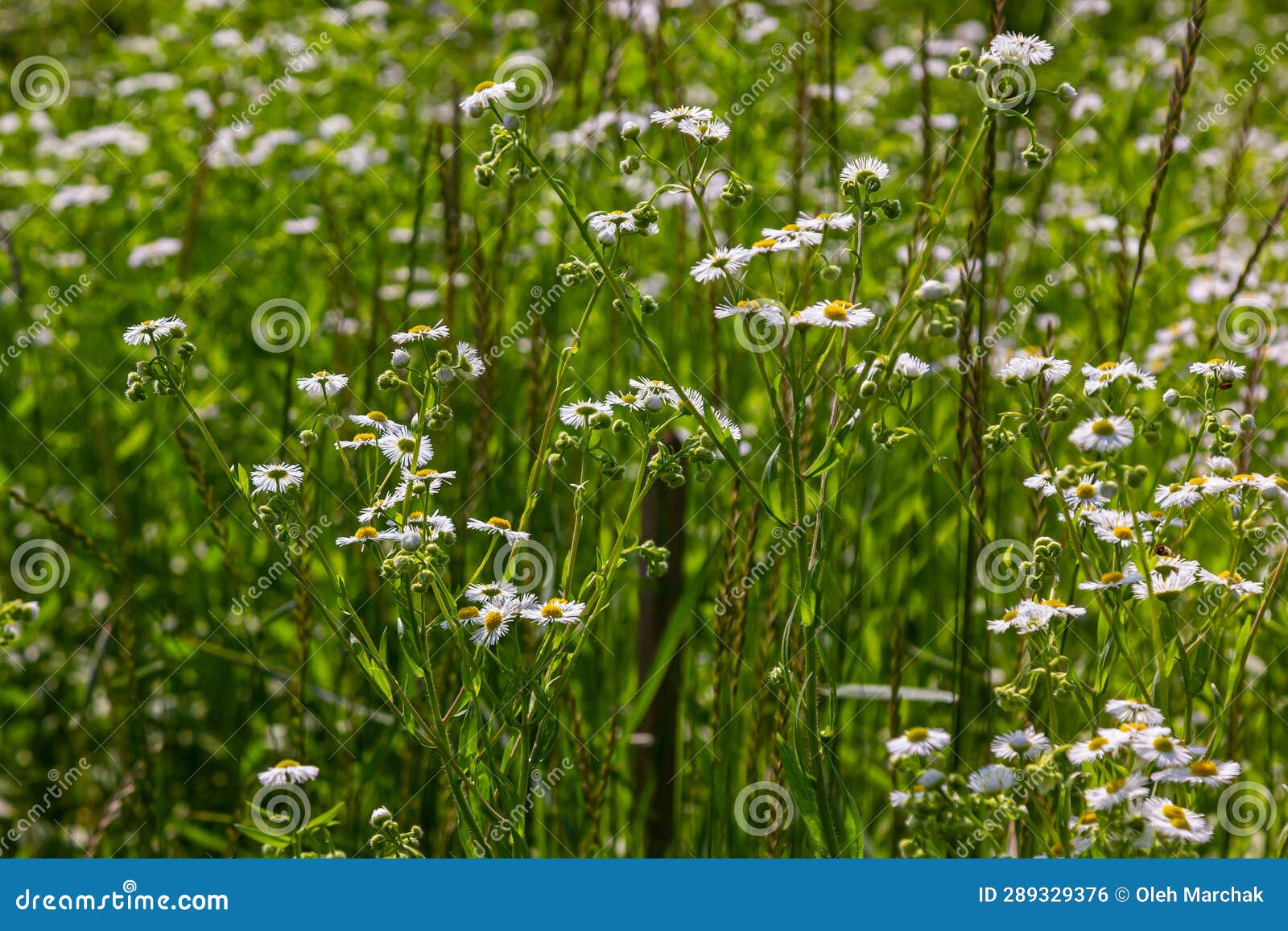 Erigeron Annuus Known As Annual Fleabane, Daisy Fleabane, or Eastern ...