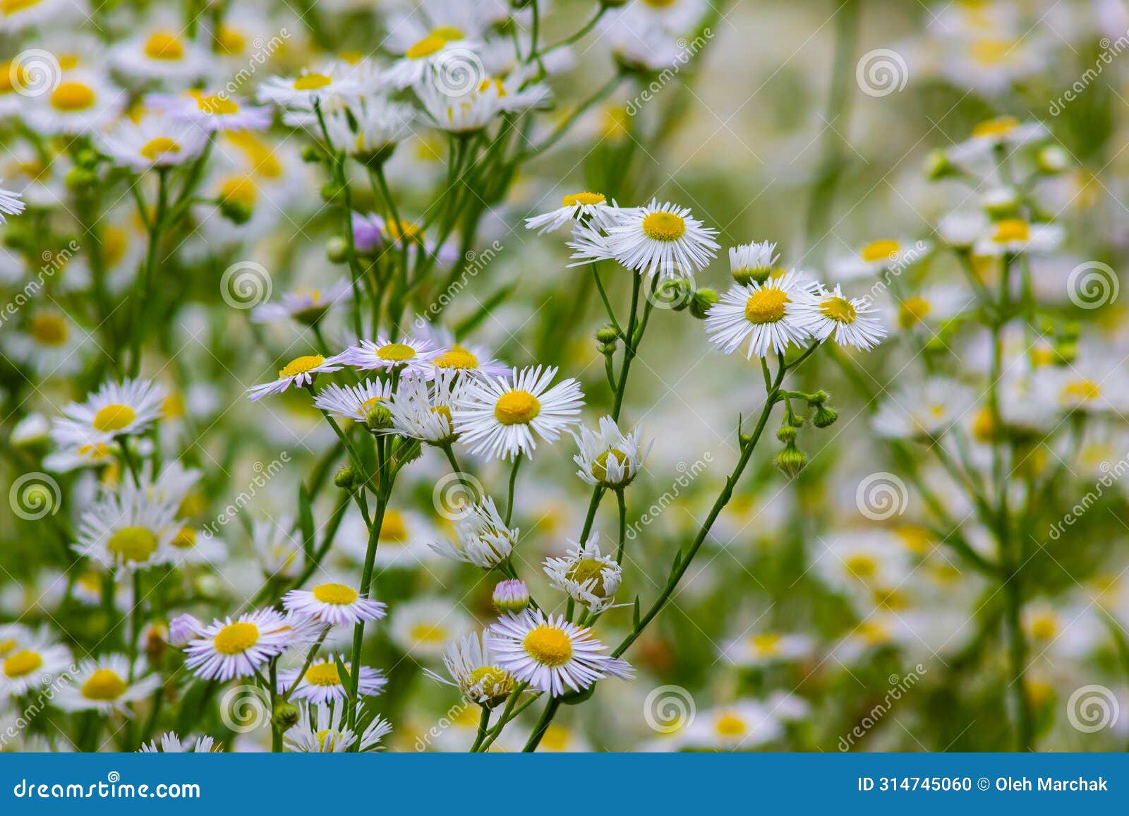 Erigeron Annuus Known As Annual Fleabane, Daisy Fleabane, or Eastern ...