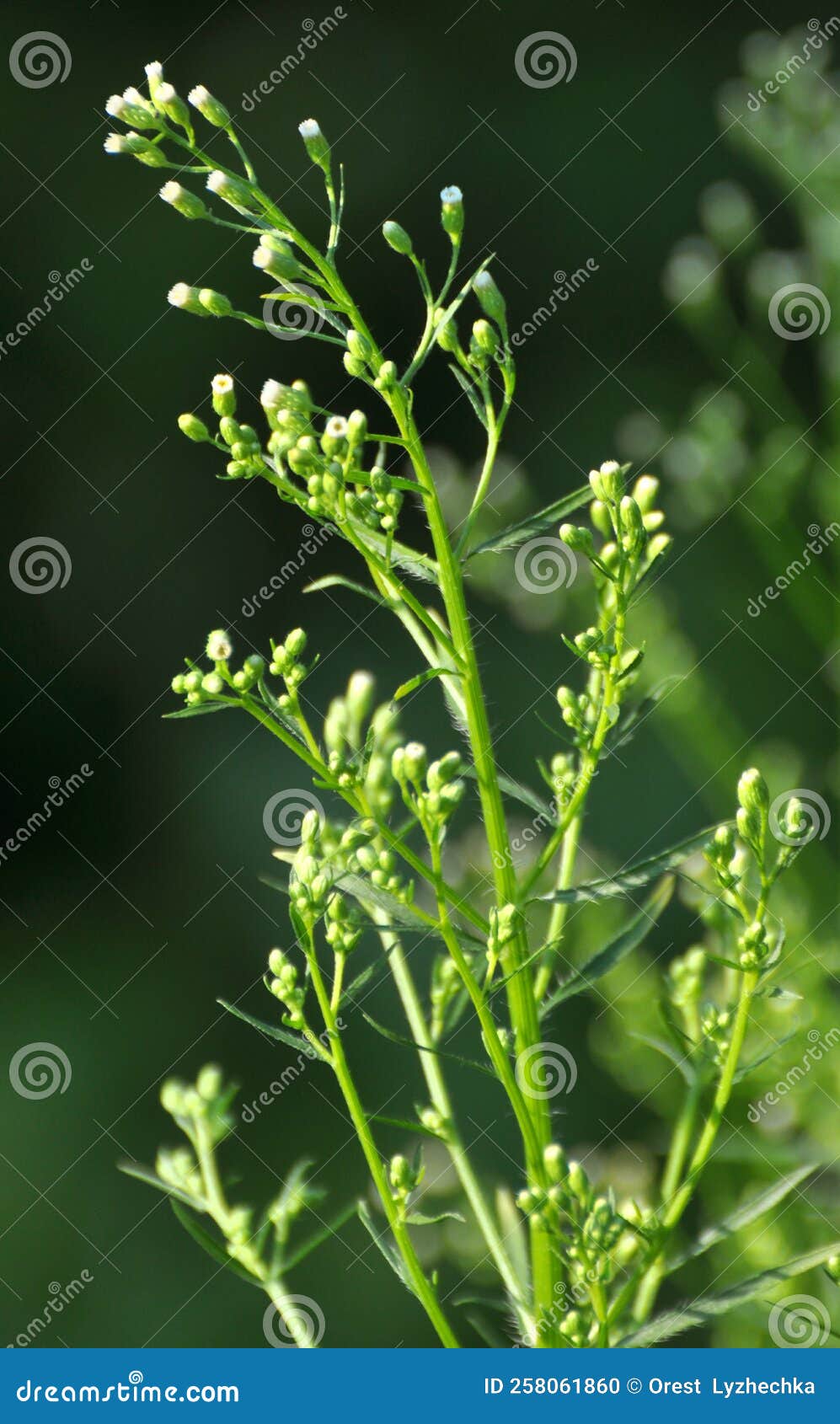 Erigeron Canadensis Grows in Nature Stock Photo - Image of fleabane ...