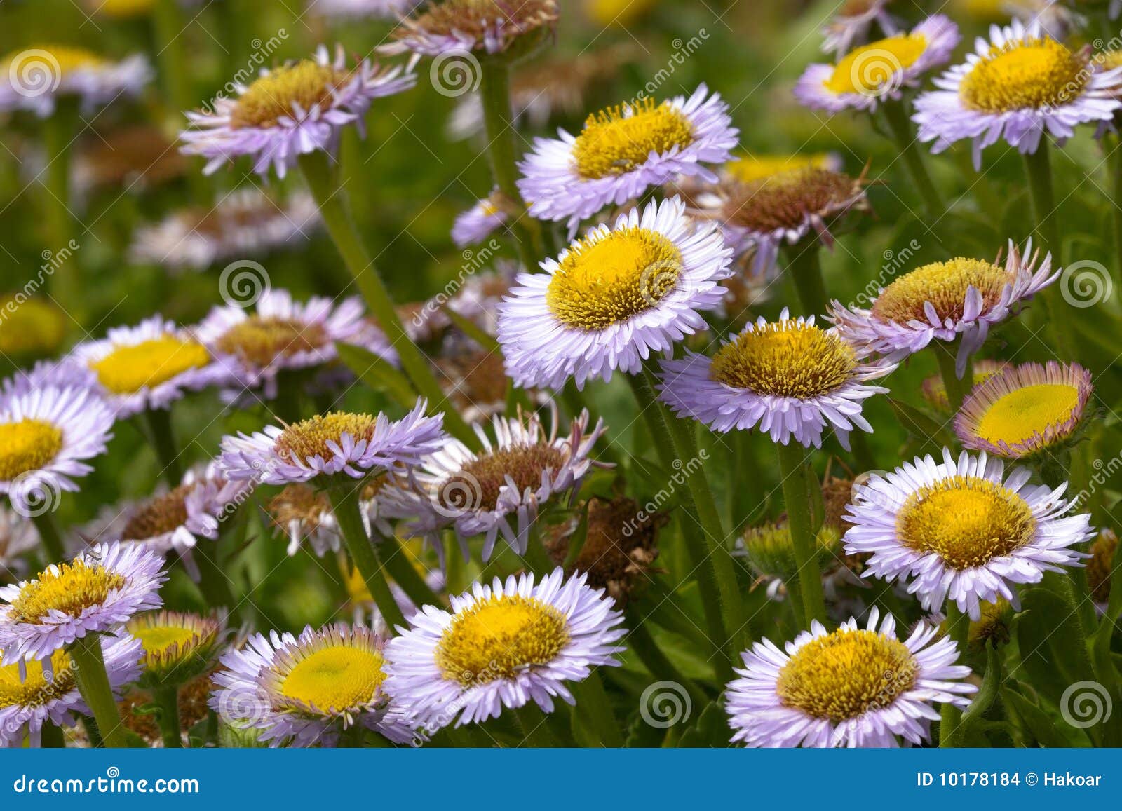 Erigeron Glaucus, Seaside Daisy Stock Photo - Image of daisy, beach ...