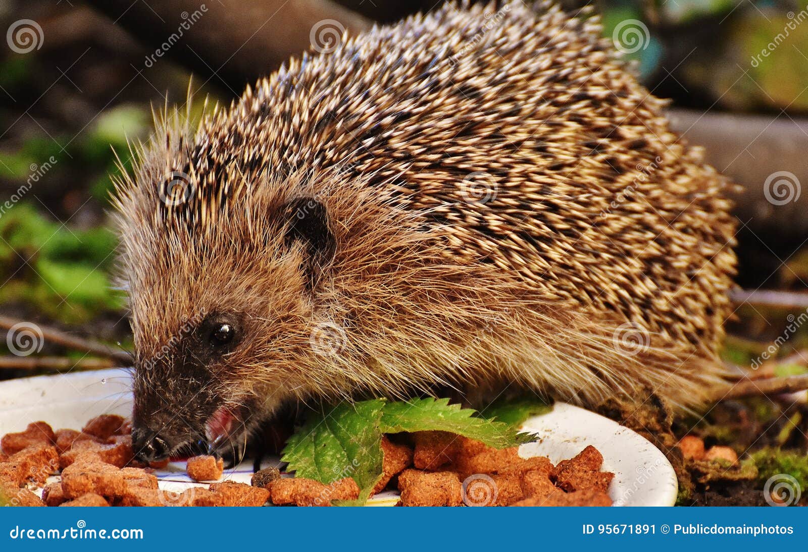 Σκαντζόχοιρος, Erinaceidae, εξημερωμένος σκαντζόχοιρος, πανίδα εικόνα ...