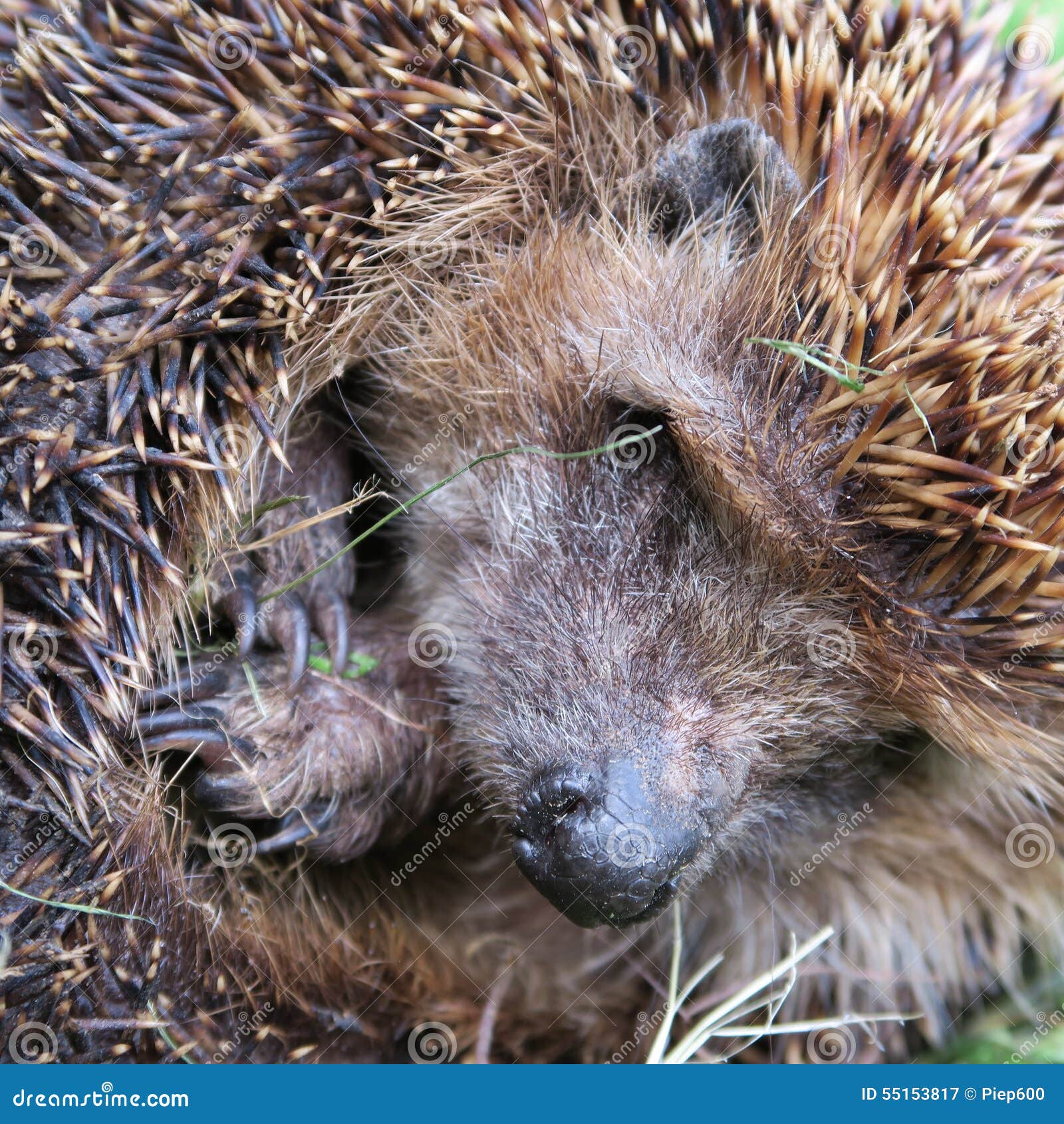 Erinaceidae stock image. Image of fauna, hairy, small - 55153817