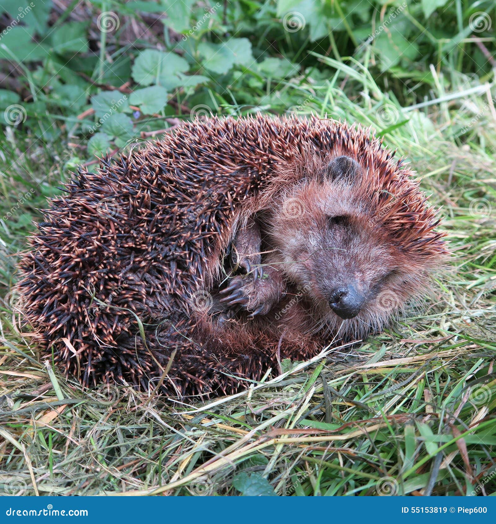Erinaceidae stock image. Image of europaeus, needle, porcupine - 55153819