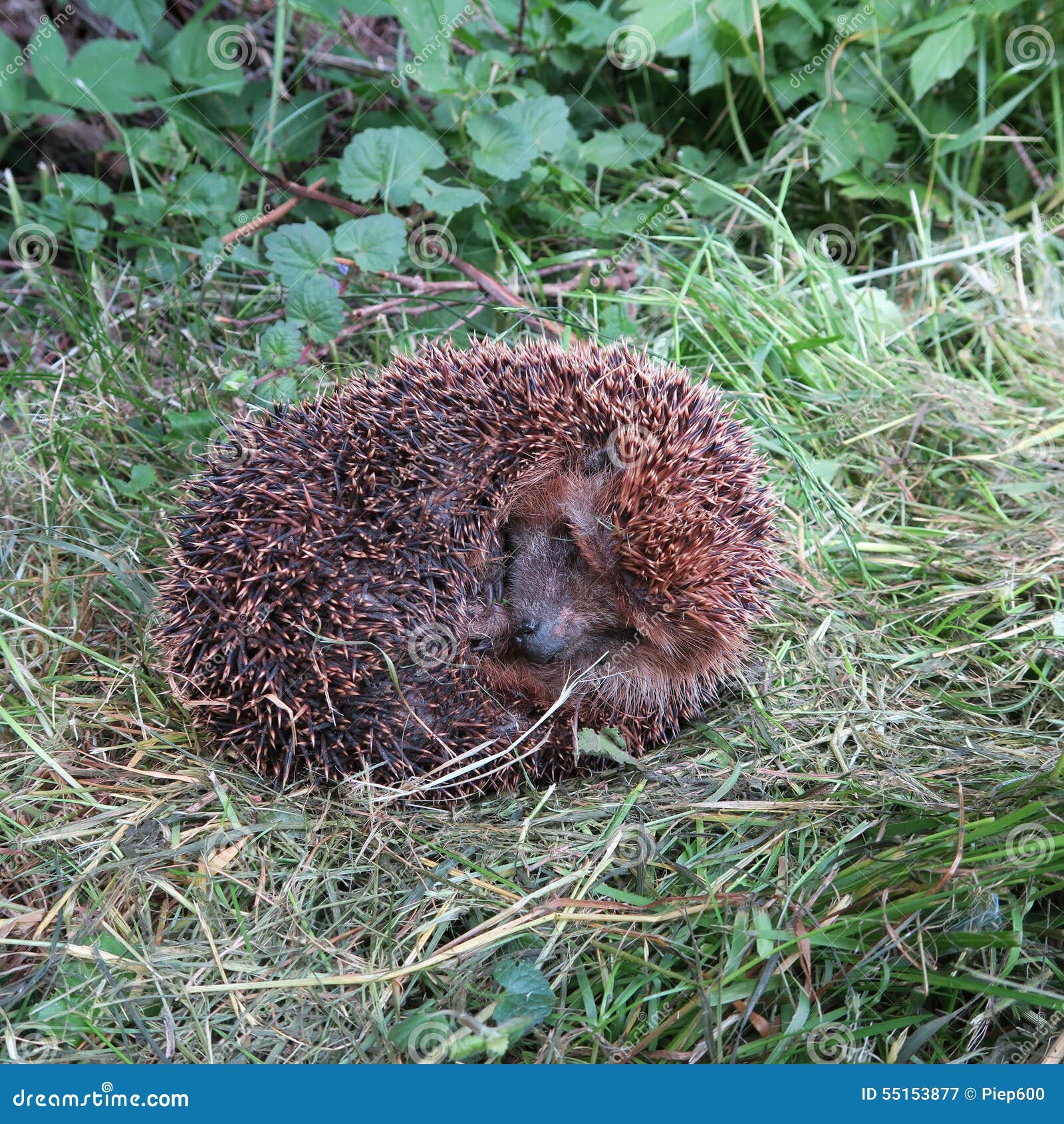 Erinaceidae stock image. Image of fauna, insectivore - 55153877