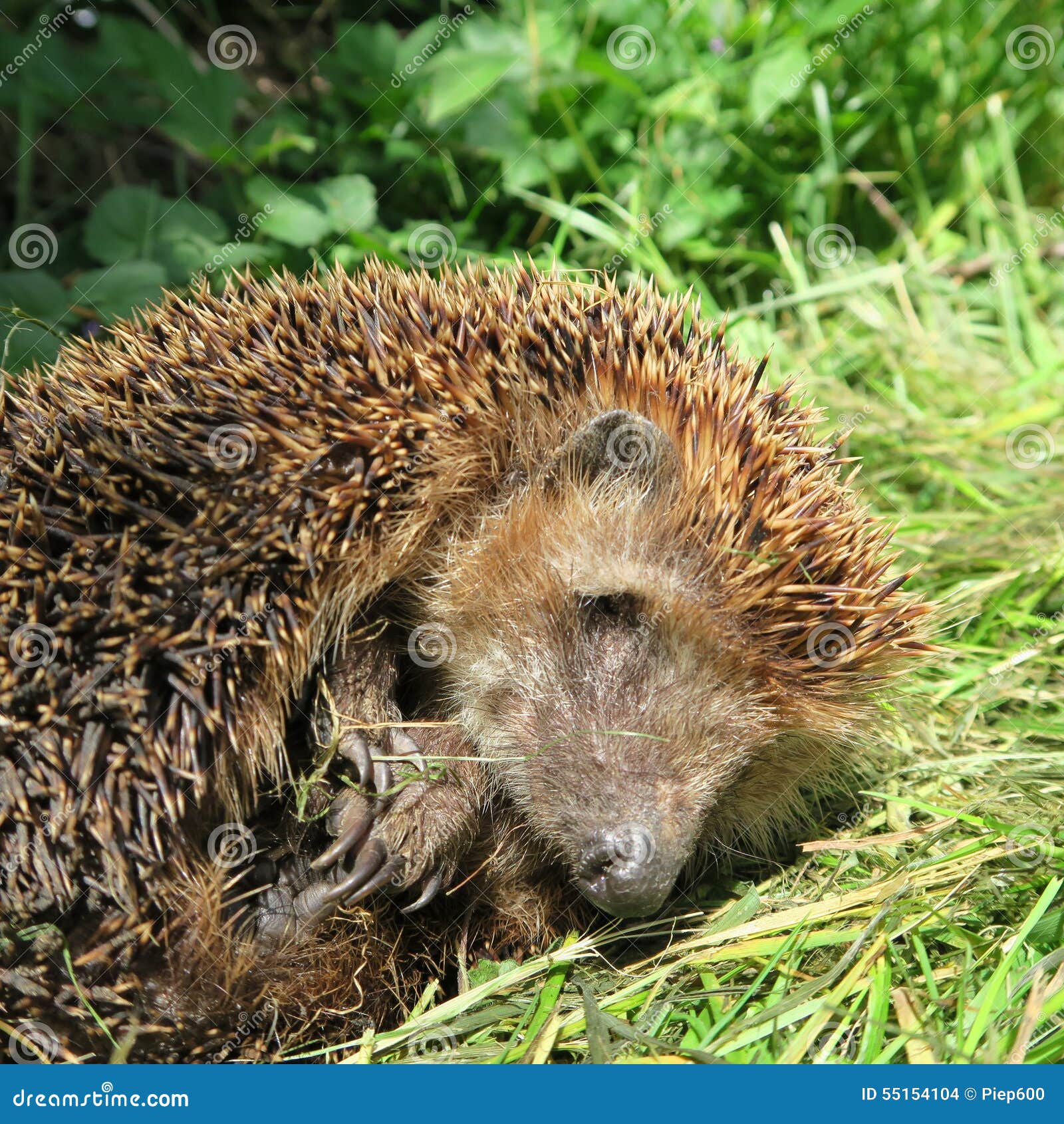 Erinaceidae stock photo. Image of beauty, bristle, animals - 55154104