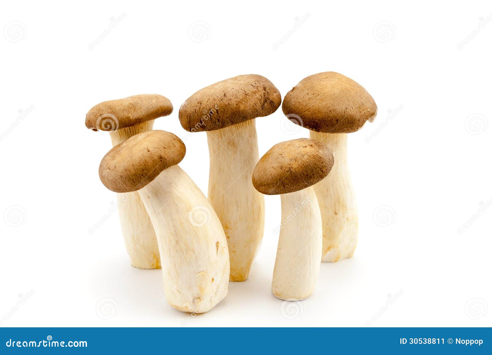 Eringi Mushroom stock image. Image of healthy, tree, ingredient - 30538811