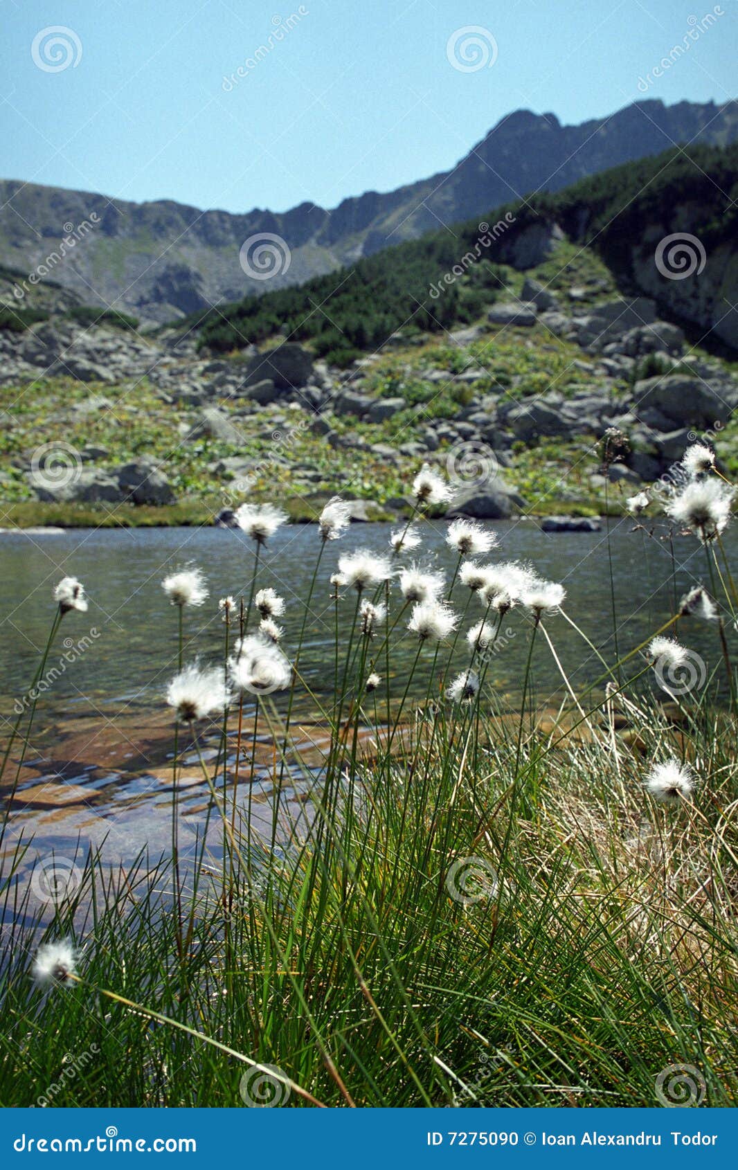 Eriophorum vaginatum stock photo. Image of cottom, wild - 7275090